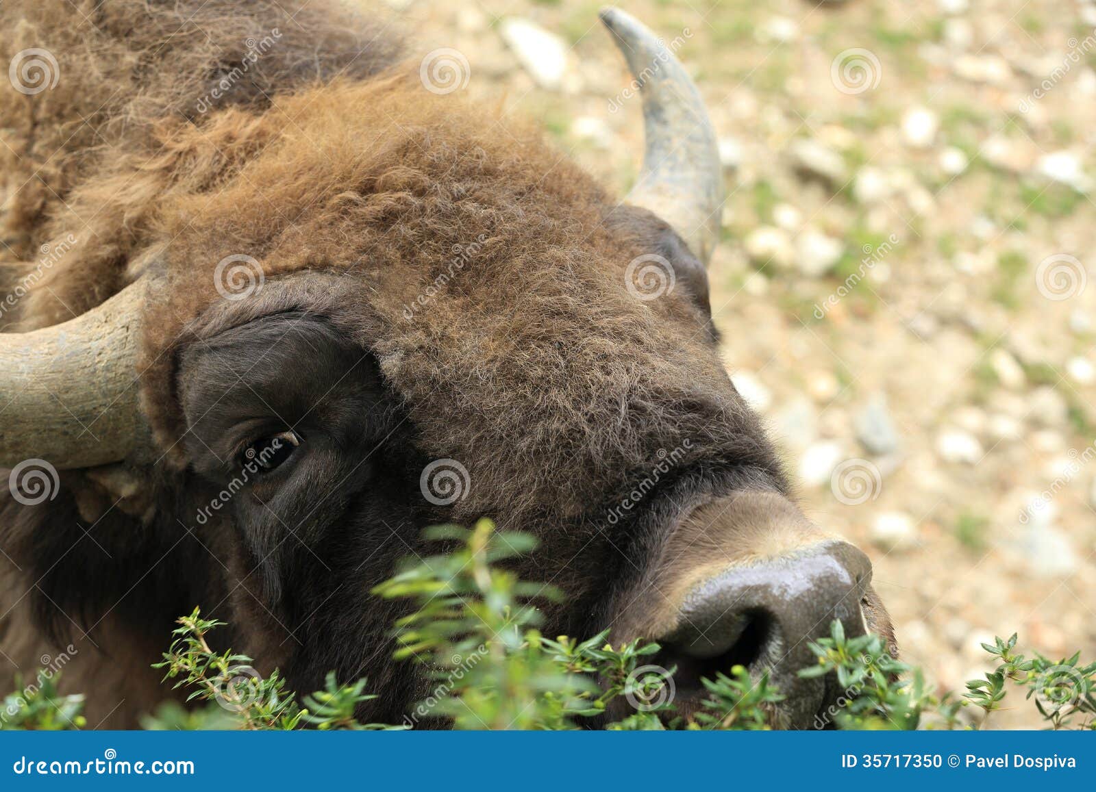 Great brown Buffalo stock photo. Image of plains, full - 35717350