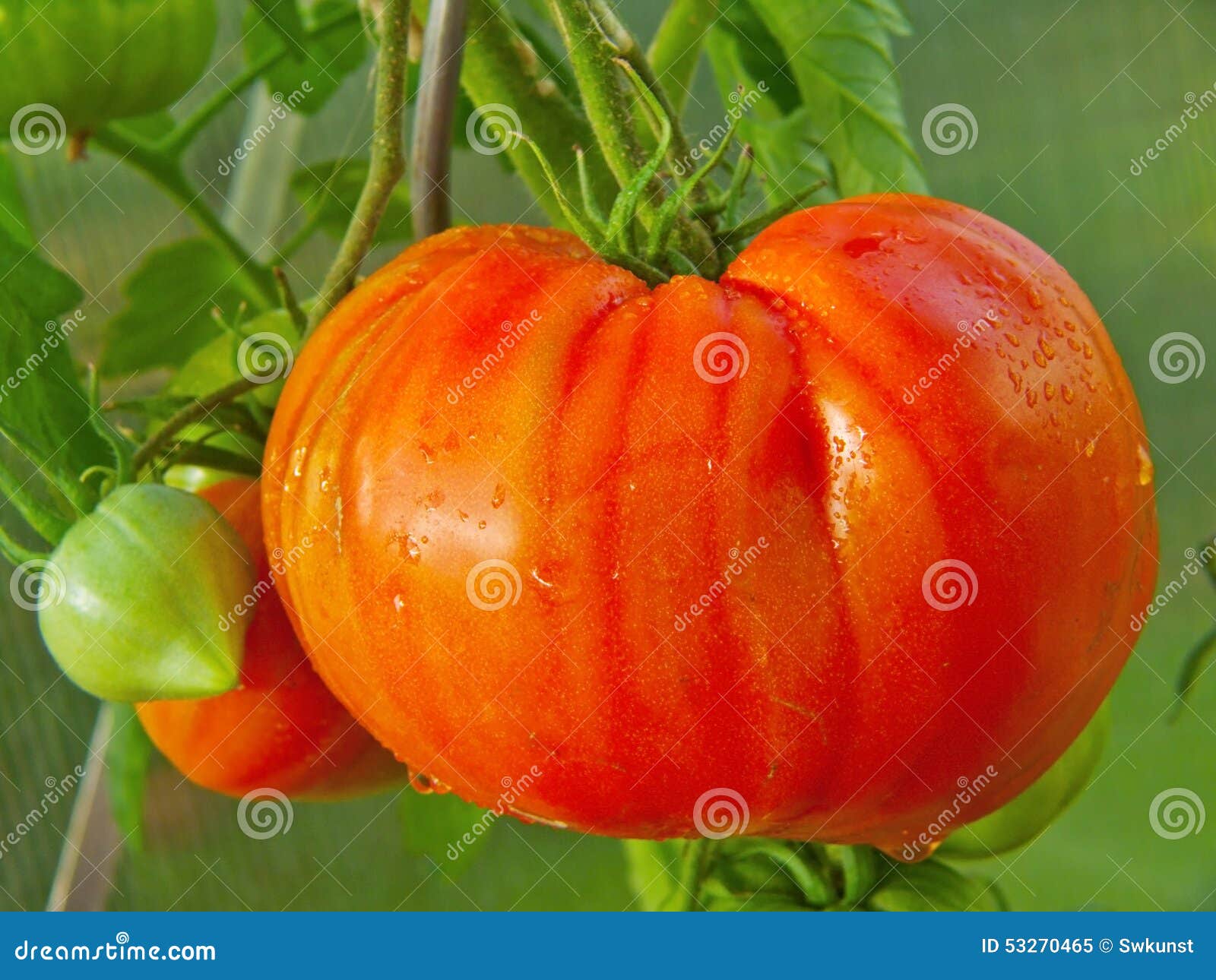 Great bull heart tomato. stock image. Image of summer - 53270465