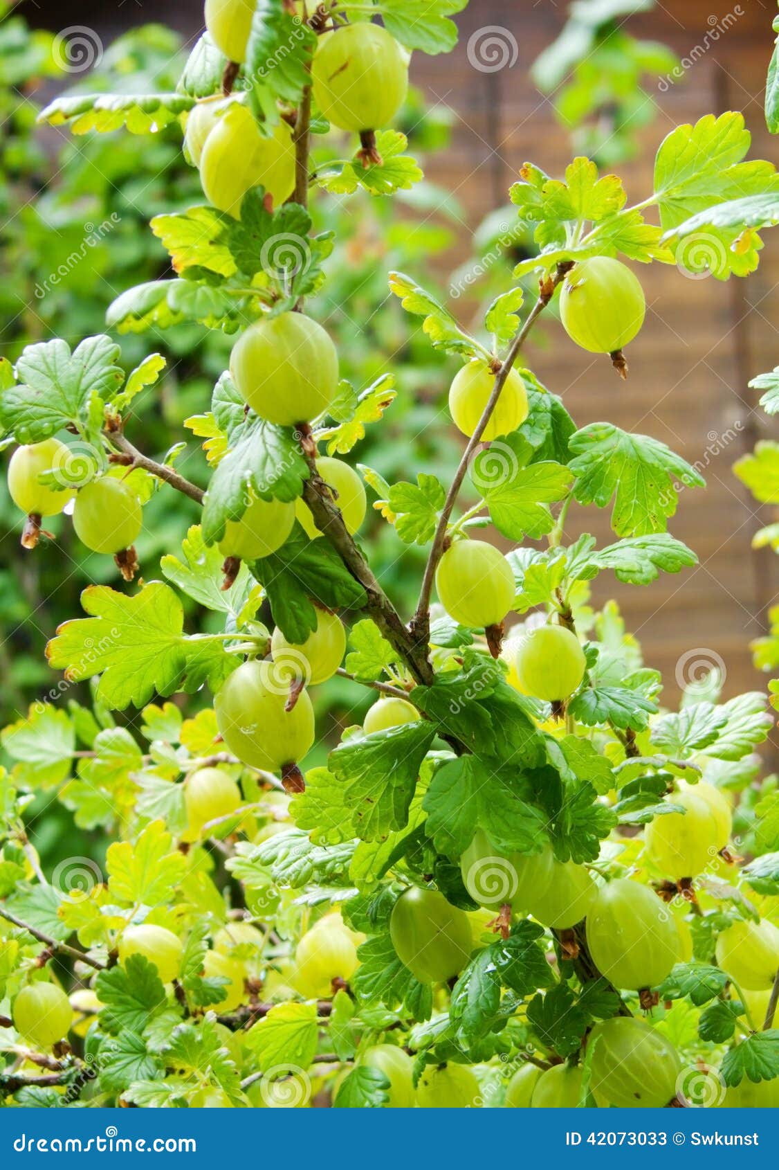 Great Bull Heart Tomato. Stock Image | CartoonDealer.com #53271127