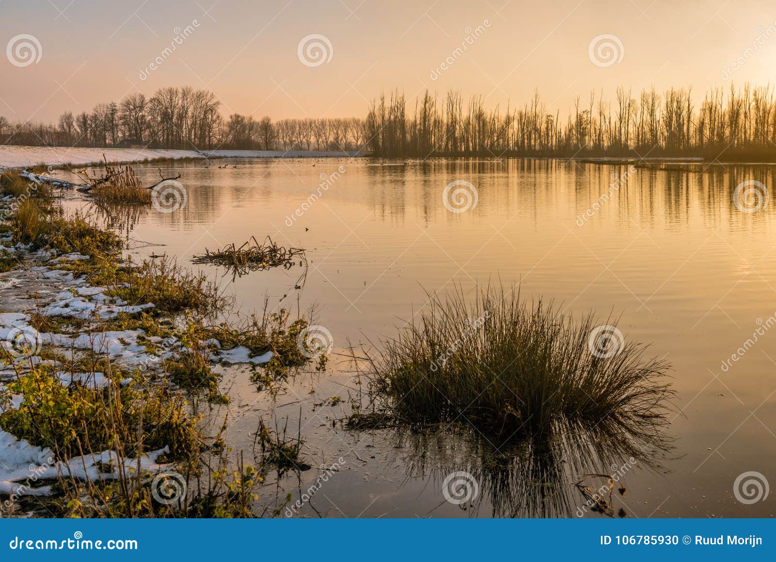 Great Bulrush Growing in the Foreground of a Lake Stock Photo - Image ...