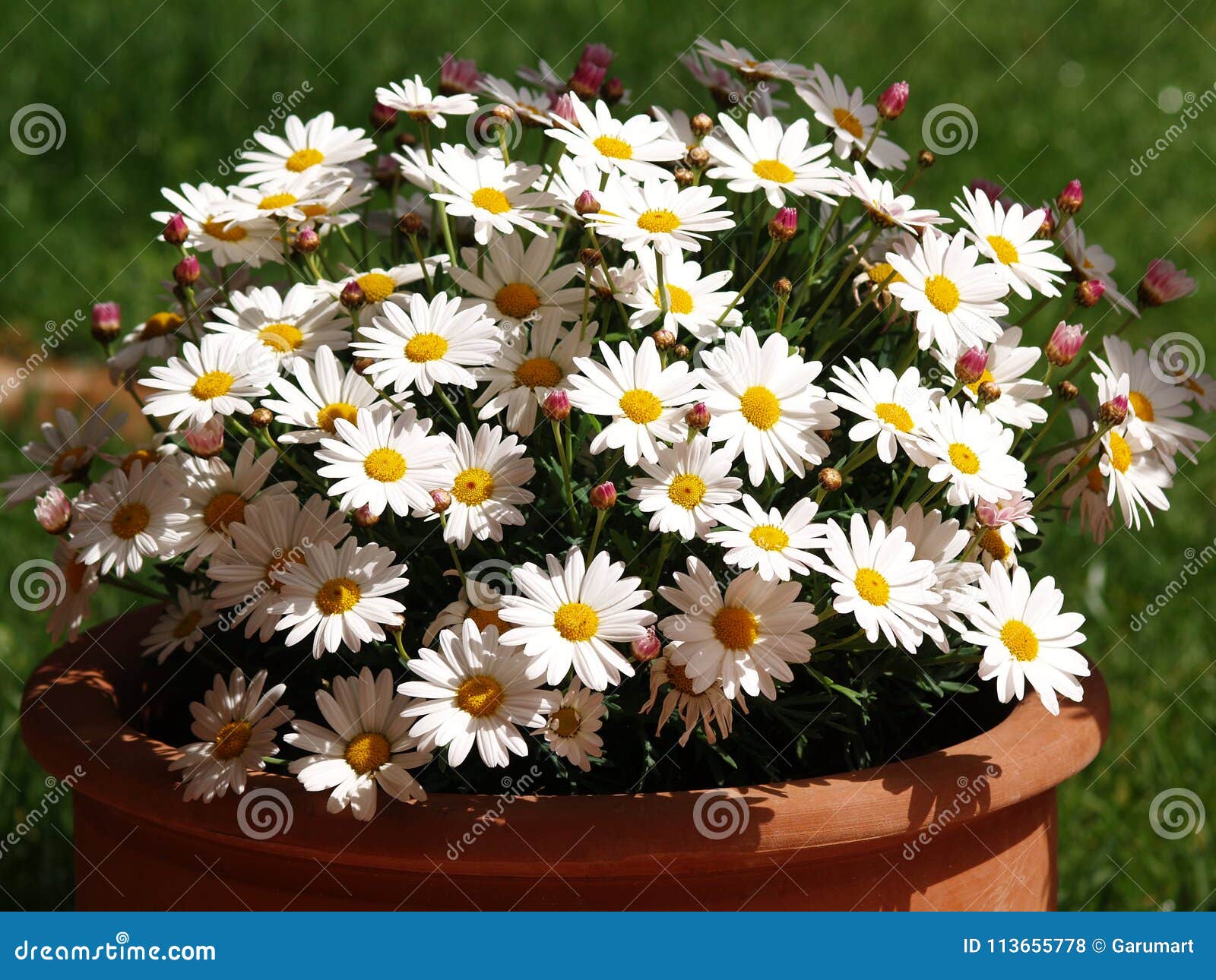 Great Bunch of Daisies at Springtime Stock Photo - Image of floral ...