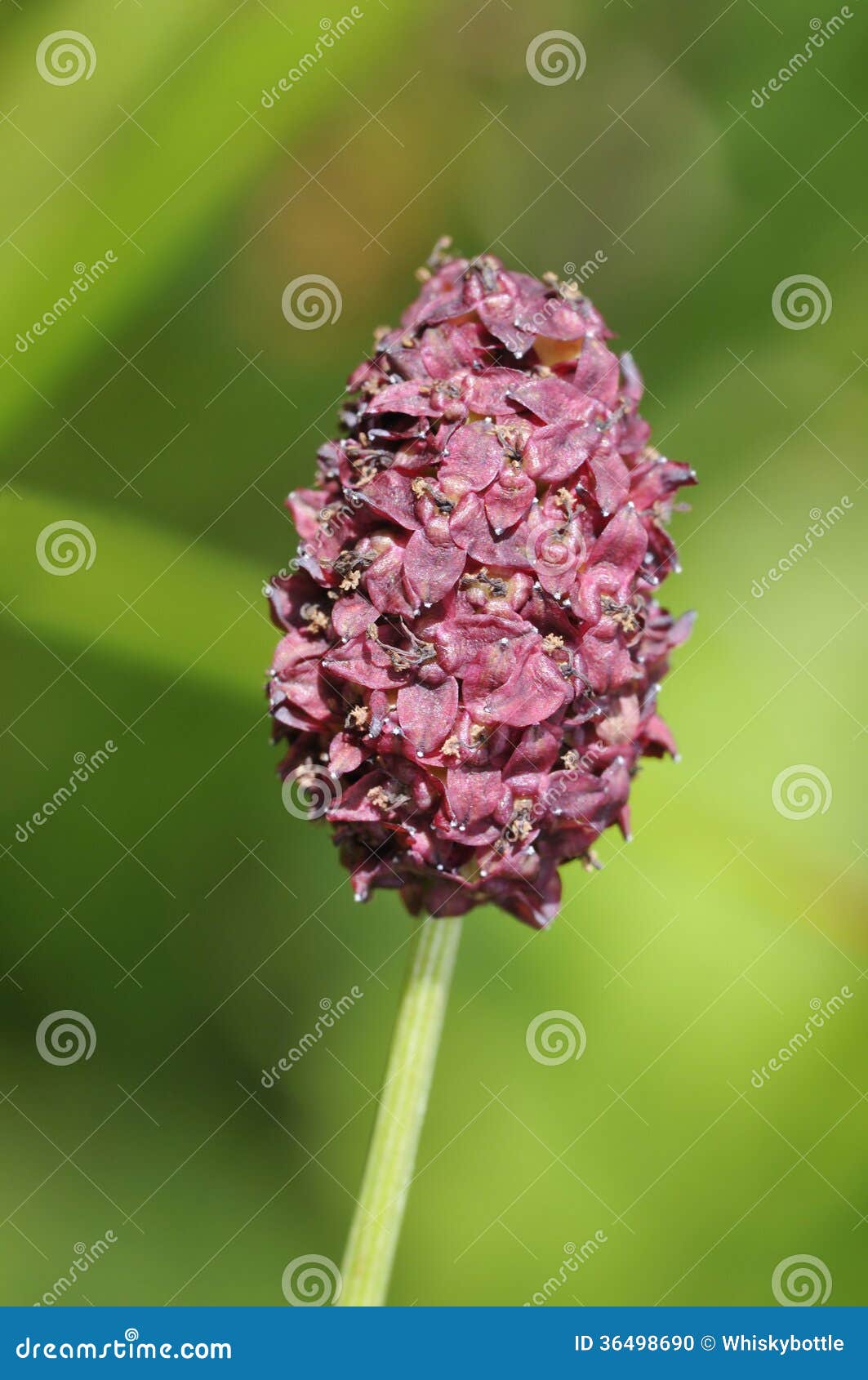 Great Burnet Flower stock photo. Image of england, portrait - 36498690