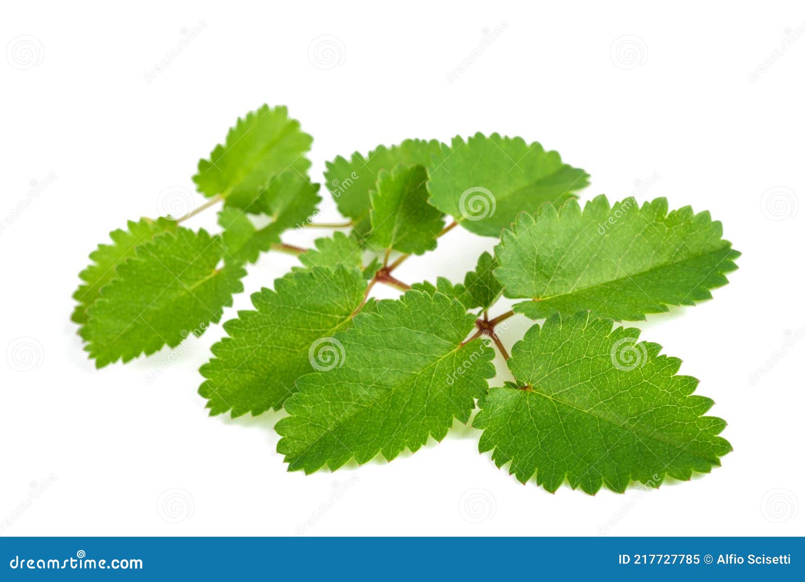 Great Burnet stock image. Image of sanguisorba, herb - 217727785