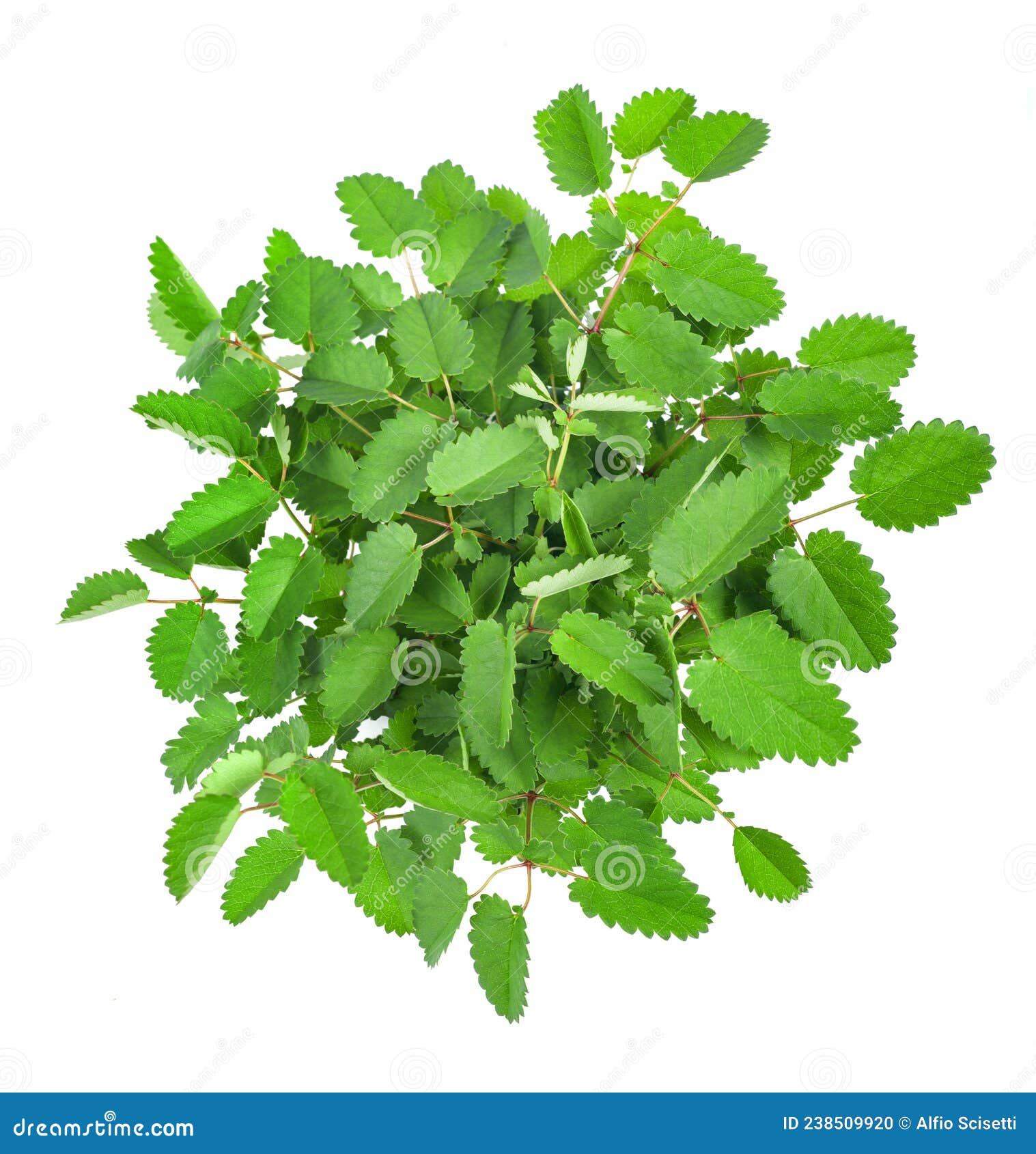 Great Burnet stock photo. Image of herbaceous, herbal - 238509920