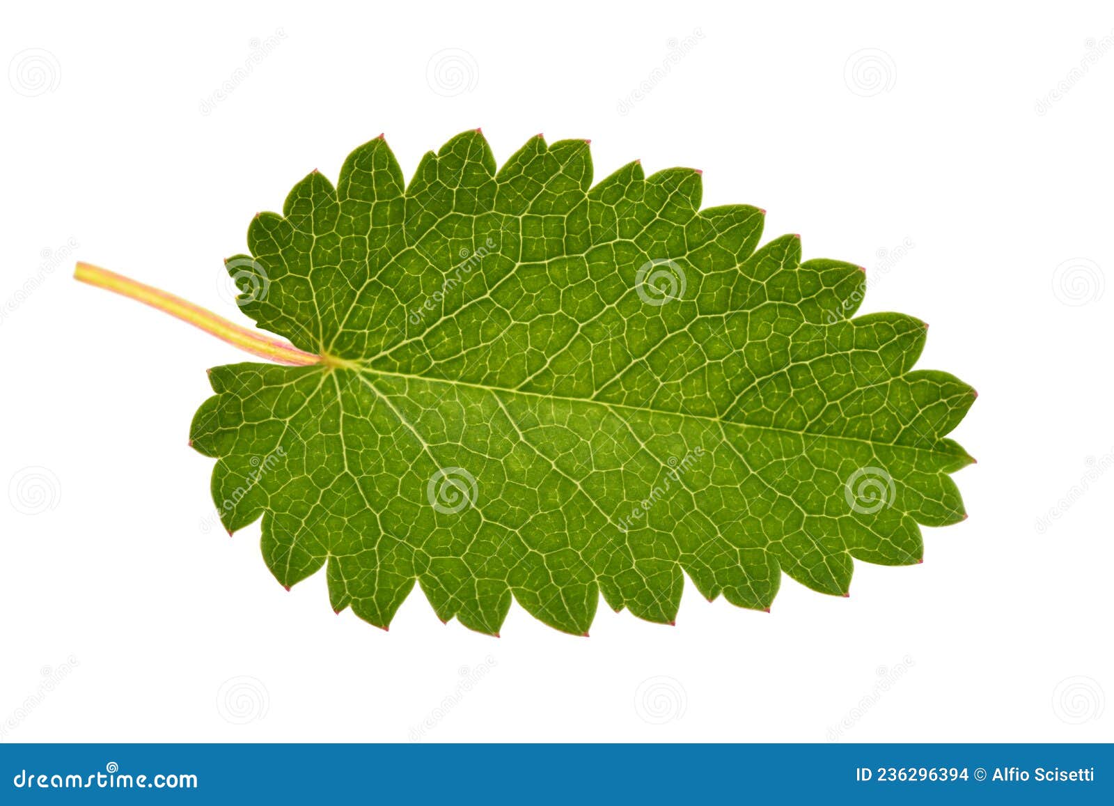 Red Burnet Medicinal Lat. Sanguisorba Officinalis Is A Perennial ...