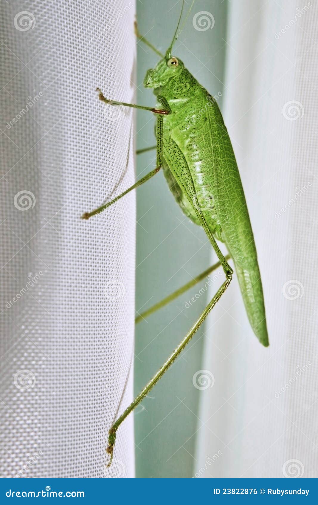 Green Cricket With Sword Shaped Tail And Spikes, Katydid Or Grasshopper ...