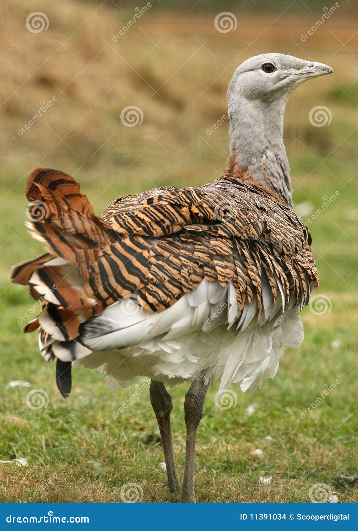 Great Bustard stock photo. Image of otis, wild, endangered - 11391034