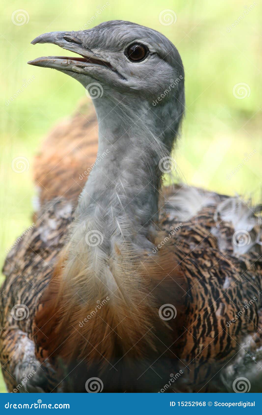 Great Bustard stock photo. Image of endangered, wild - 15252968