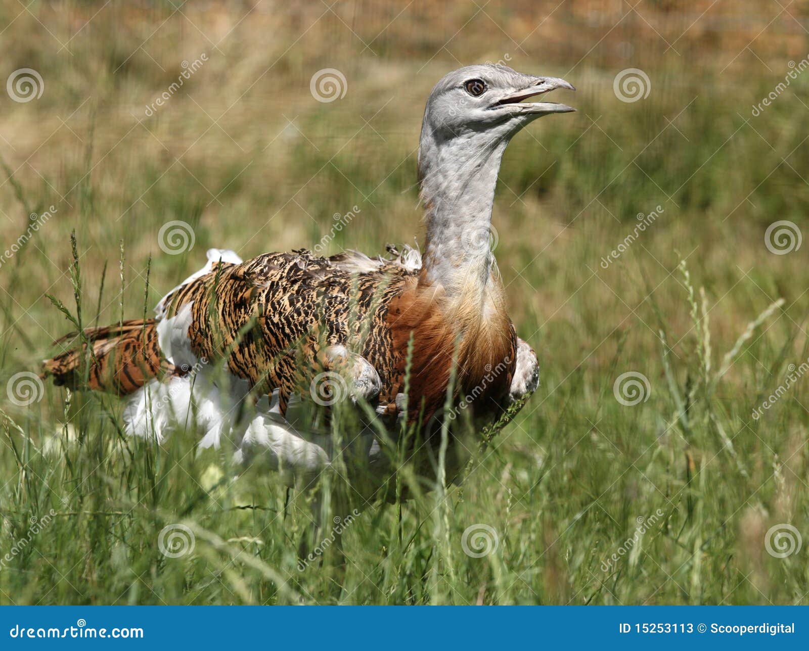 Great Bustard stock image. Image of great, plumage, tarda - 15253113