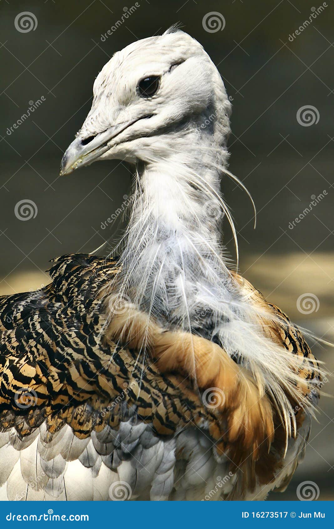 Great bustard stock image. Image of proud, bird, omnivorous - 16273517