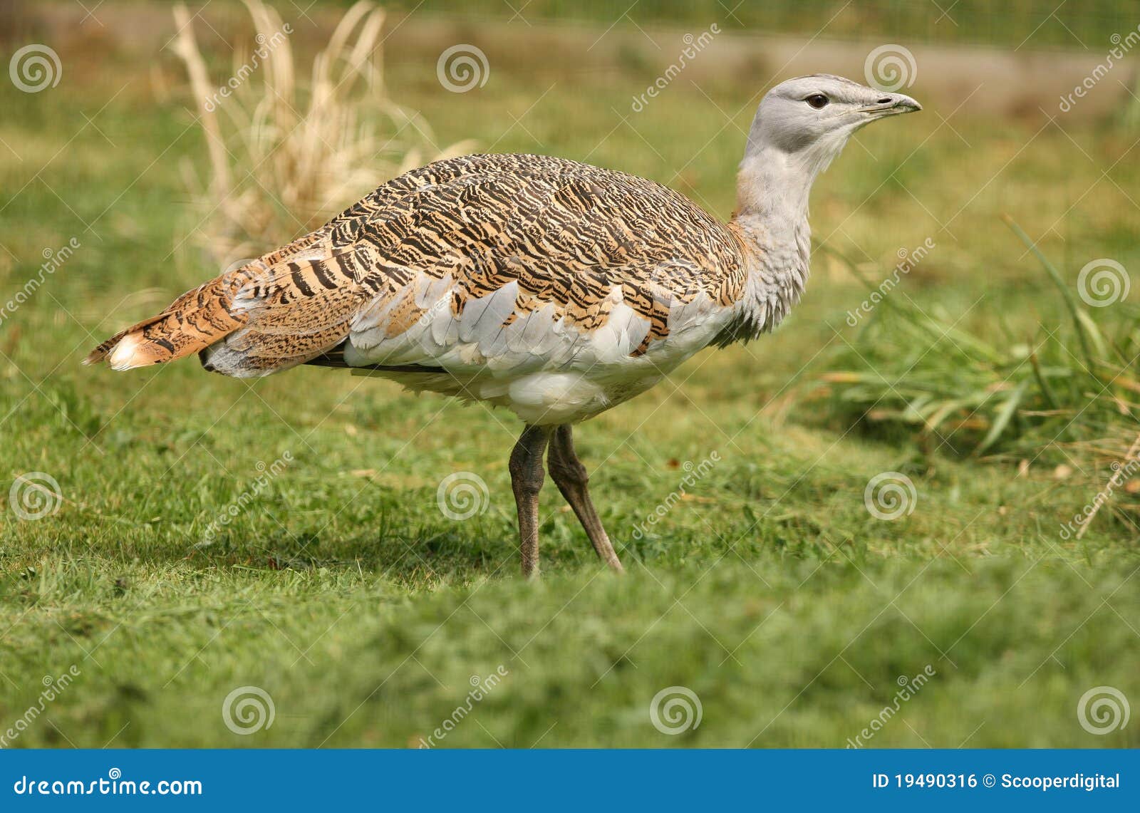 Great Bustard stock photo. Image of endangered, white - 19490316