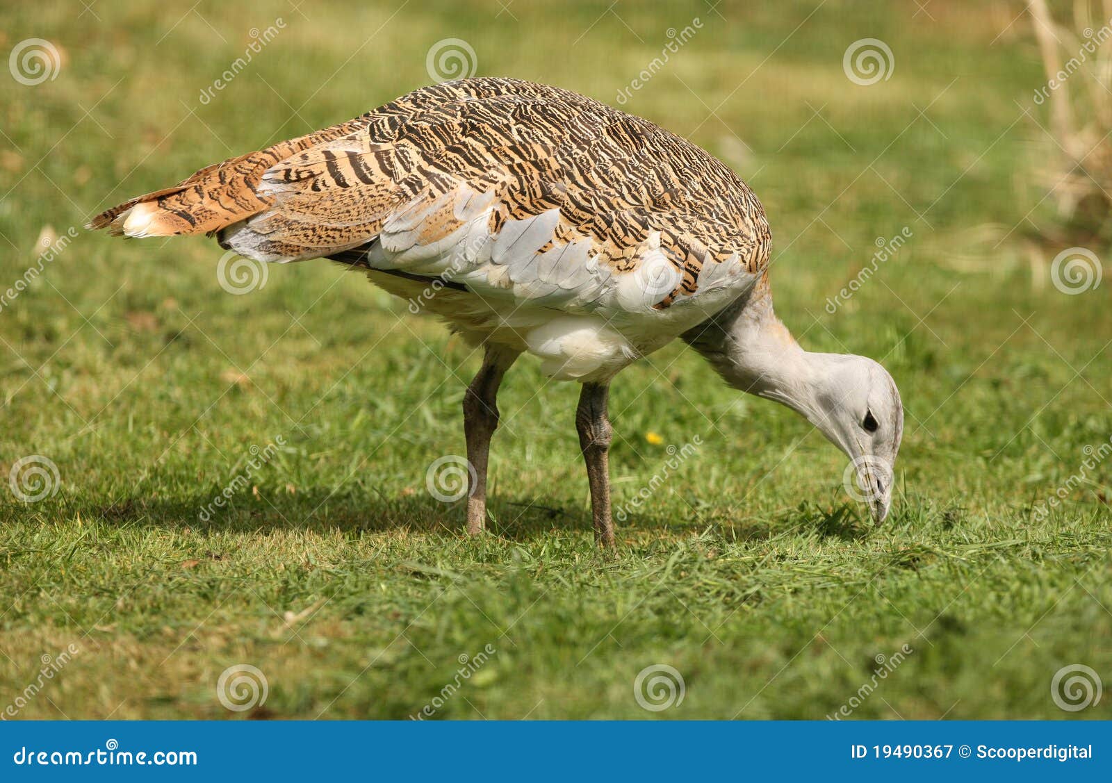Great Bustard stock image. Image of british, feathers - 19490367