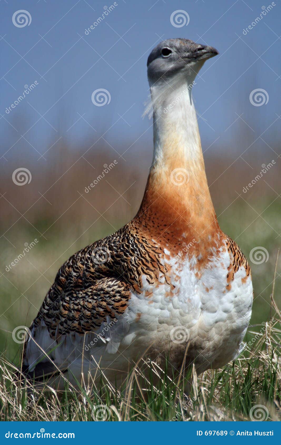 Great bustard stock image. Image of green, otis, summer - 697689