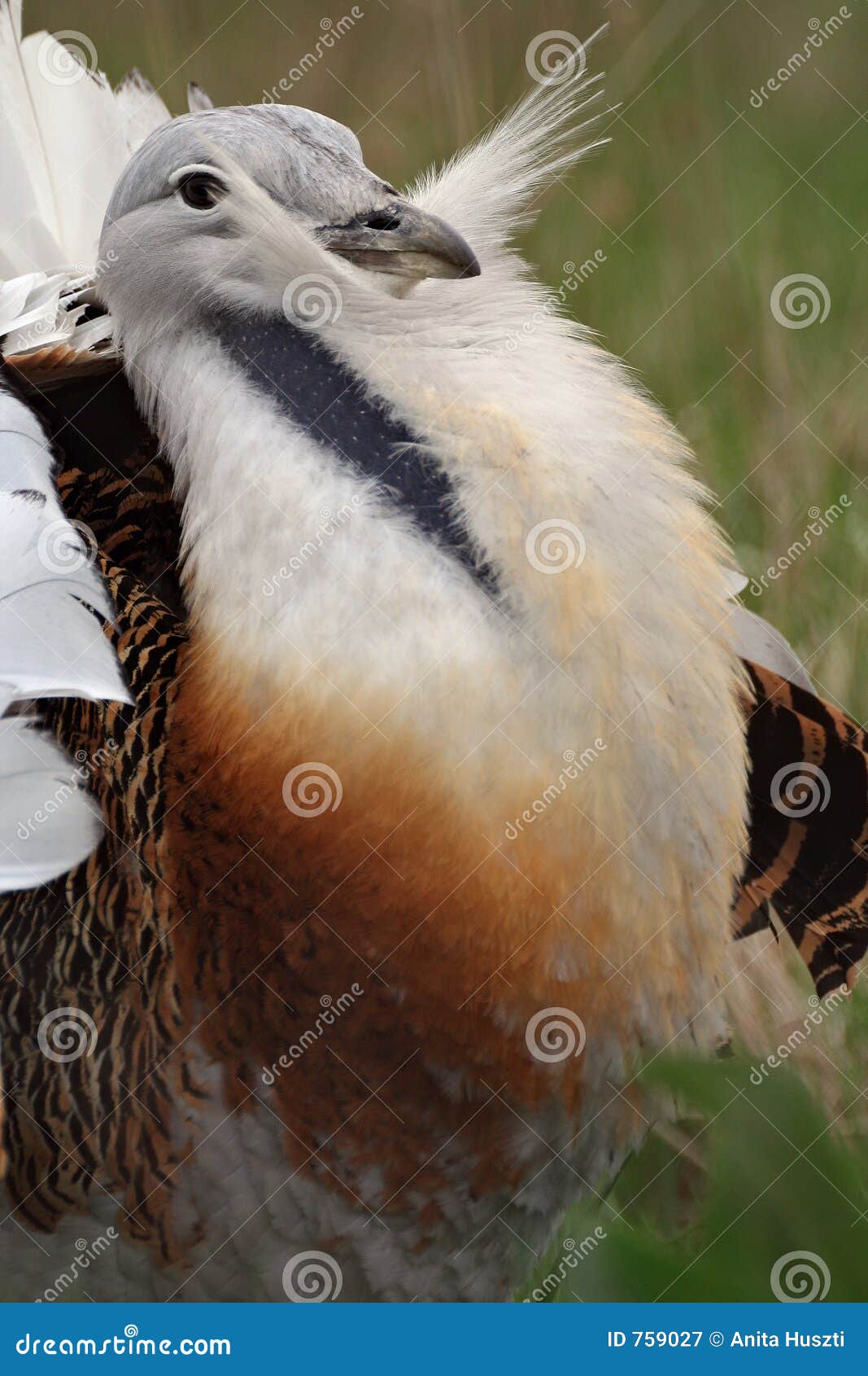 Great bustard stock image. Image of blue, animal, tarda - 759027