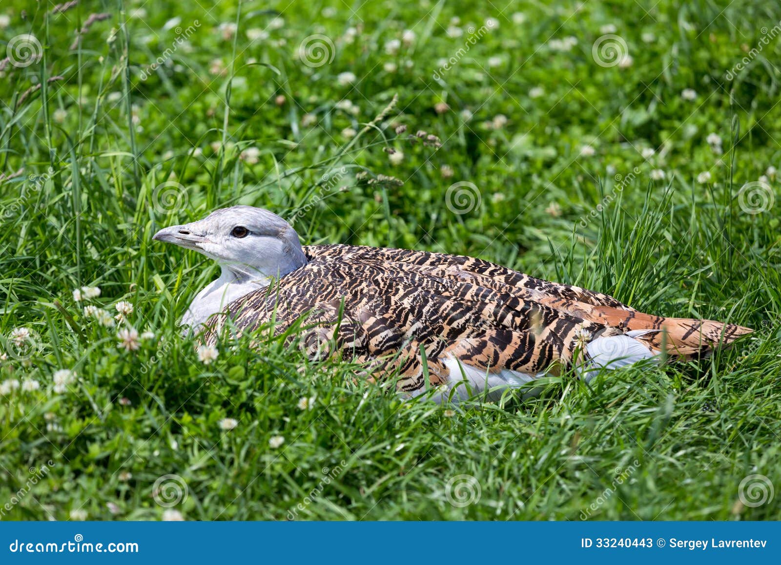 Great Bustard stock image. Image of wildlife, species - 33240443