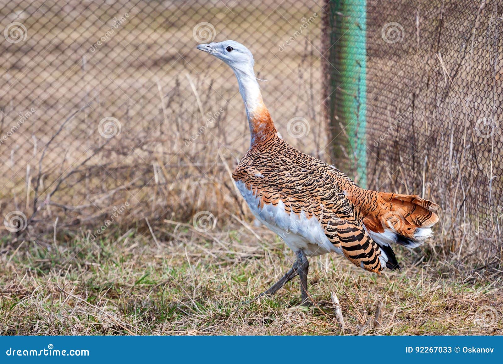 Great Bustard or Otis Tarda Stock Image - Image of cockerel, white ...