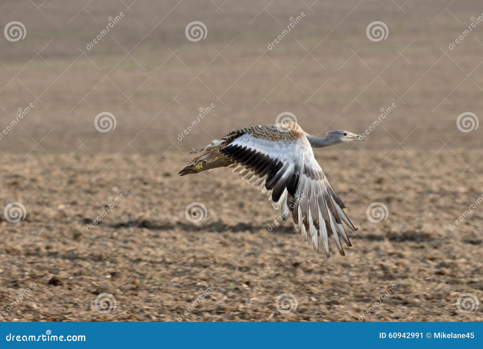Great bustard, Otis tarda stock image. Image of farm - 60942991