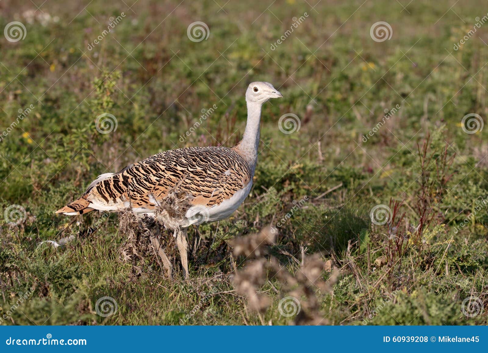 Great bustard, Otis tarda stock photo. Image of plains - 60939208