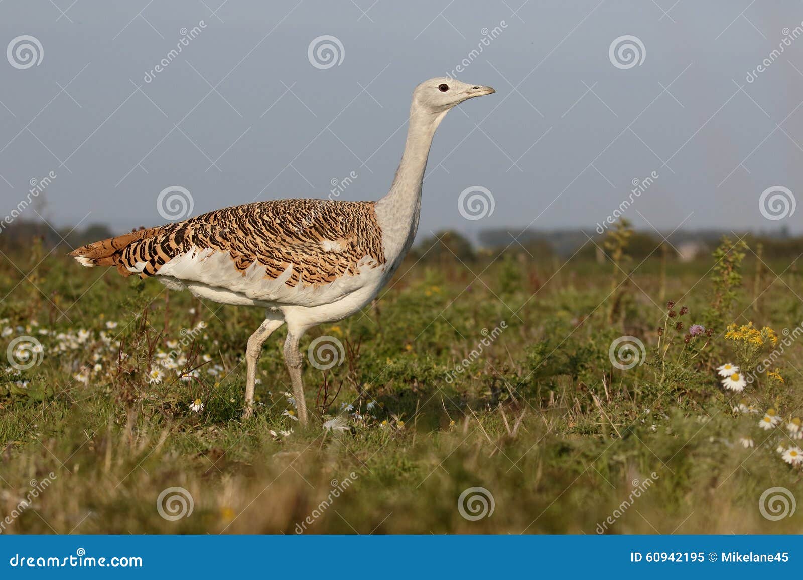 Great bustard, Otis tarda stock image. Image of fields - 60942195