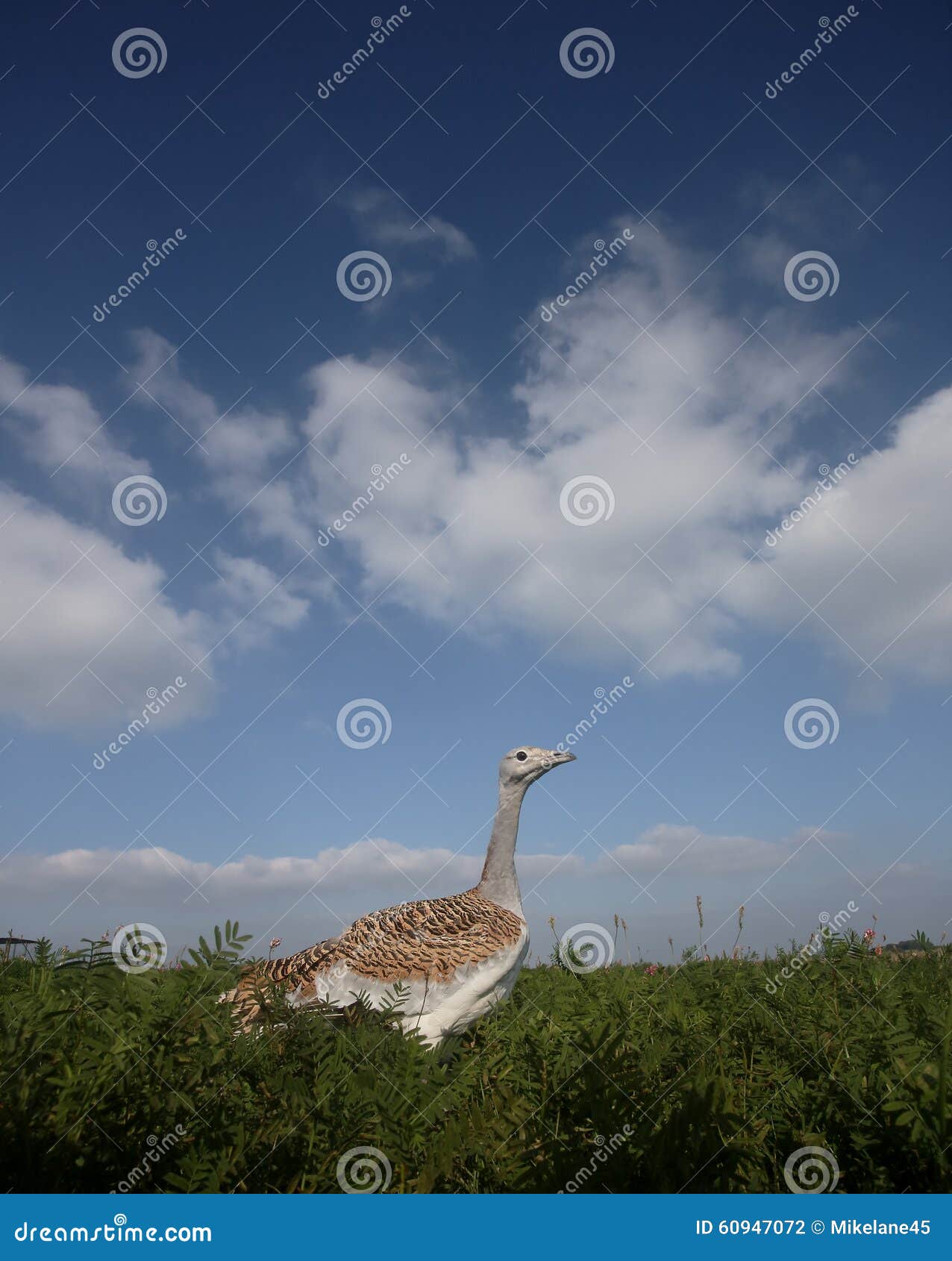 Great bustard, Otis tarda stock photo. Image of fields - 60947072