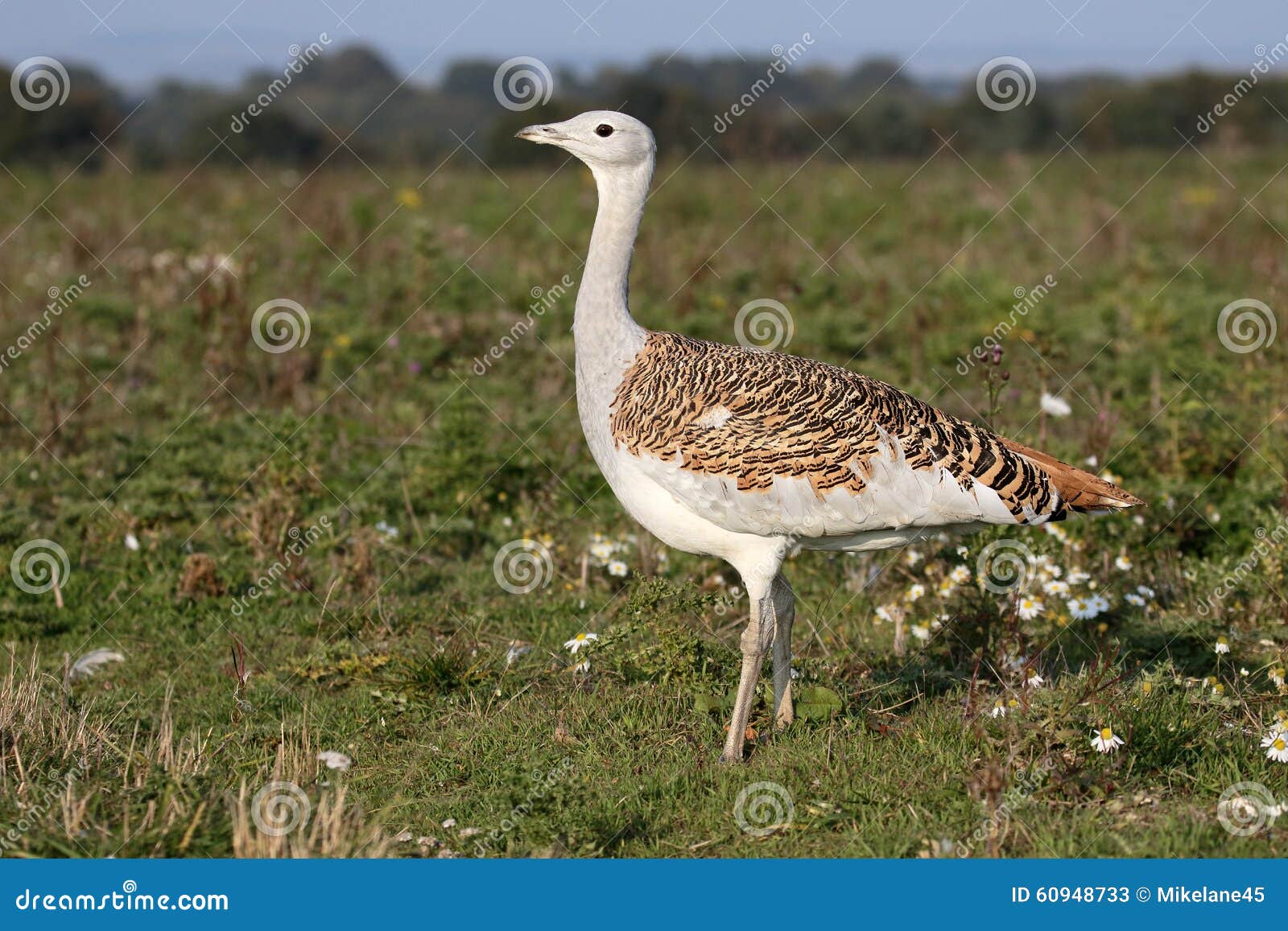 Great bustard, Otis tarda stock image. Image of otis - 60948733