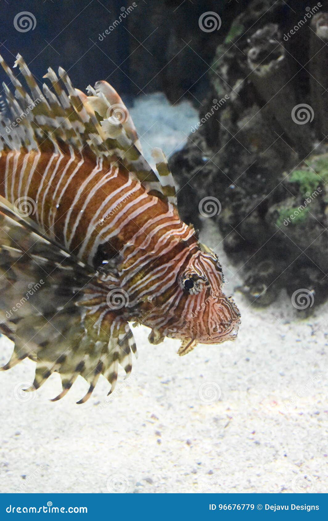 Great Butterfly Cod Swimming Underwater with a Sandy Bottom Stock Image ...
