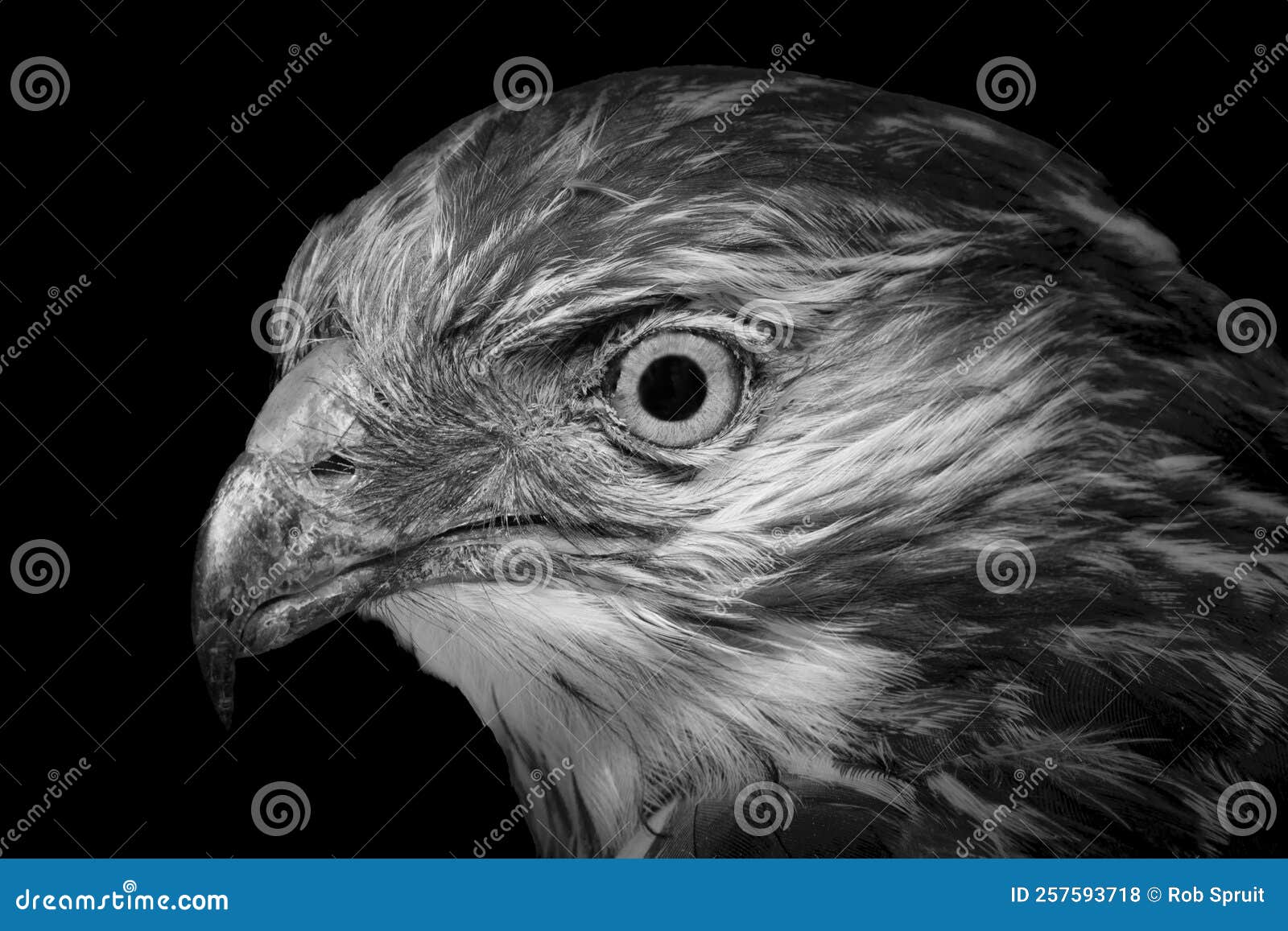 The great buzzard stock photo. Image of blackandwhite - 257593718