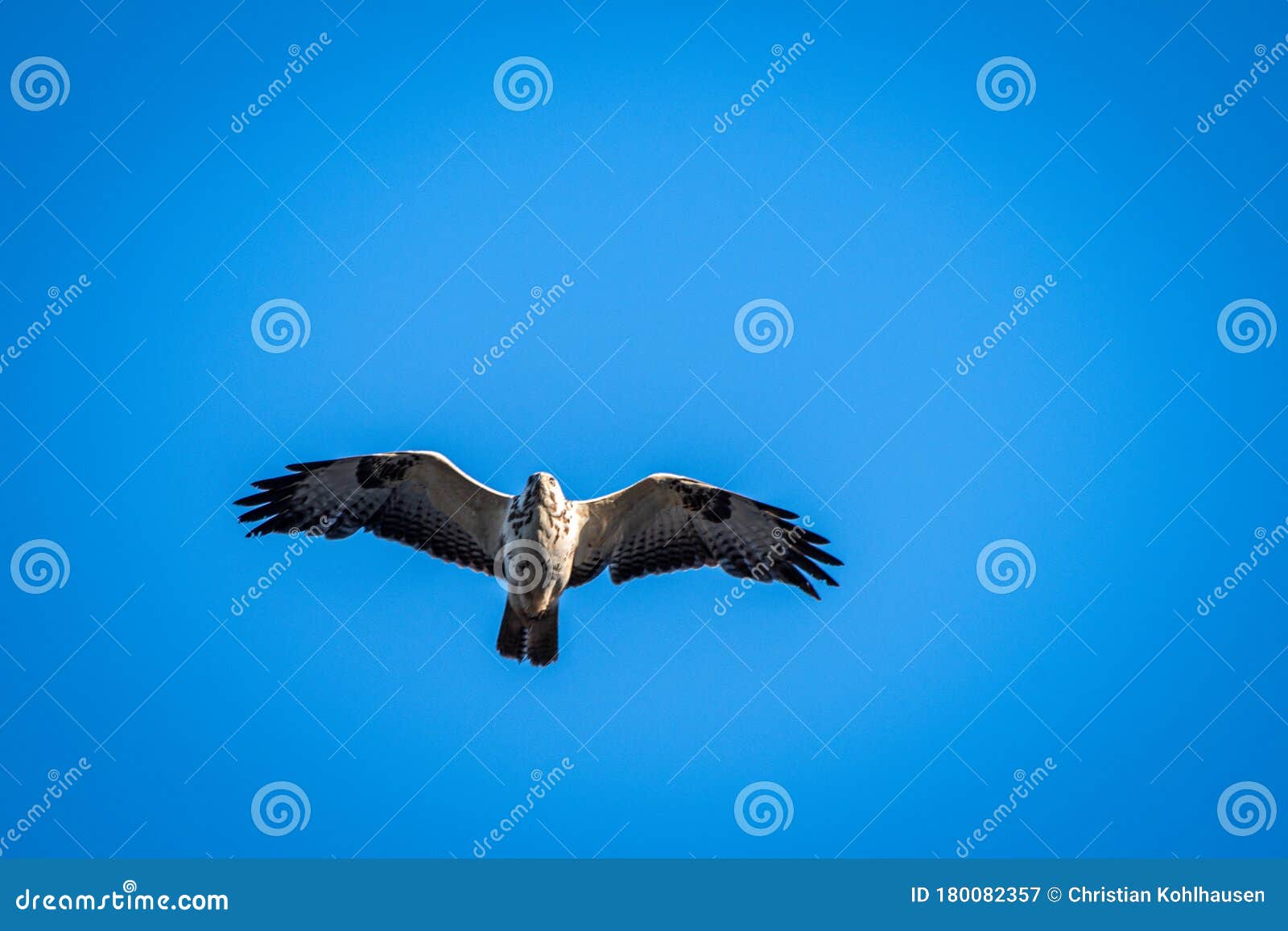 Great Buzzard Flying on Blue Sky Stock Image - Image of black, green ...