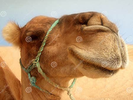 Great camel headshot stock image. Image of domestic, beach - 1294829