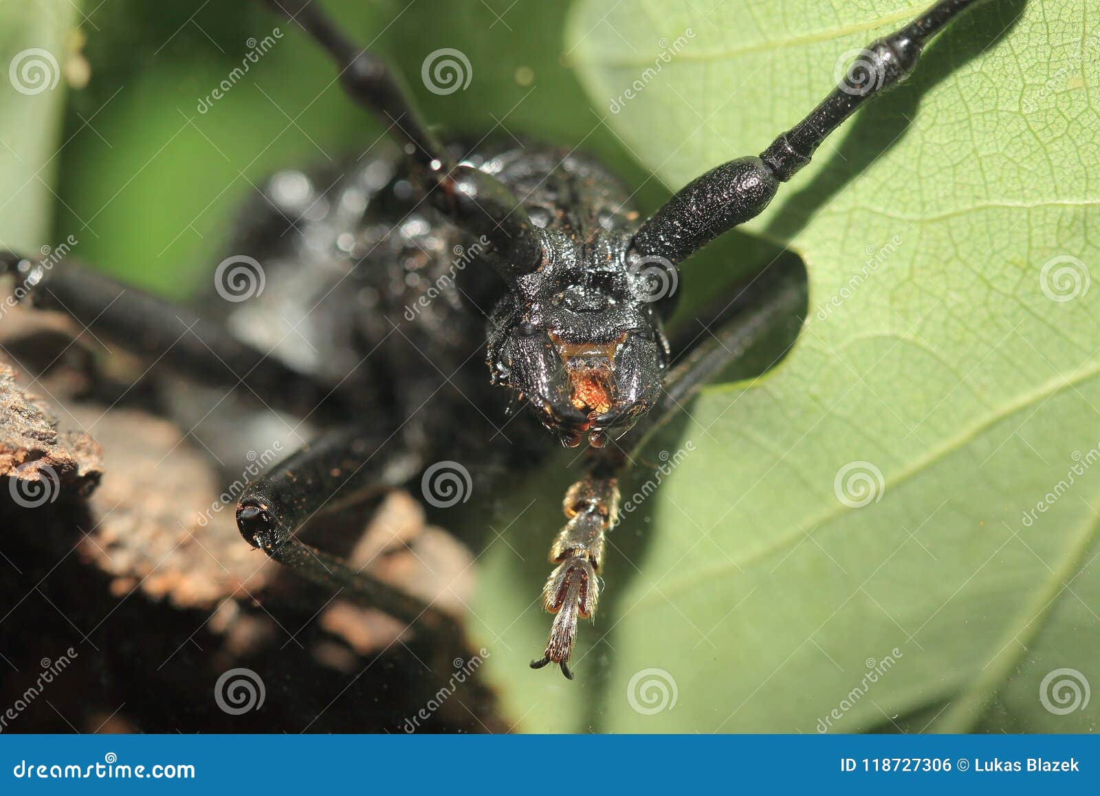 Great capricorn beetle stock photo. Image of closeup - 118727306