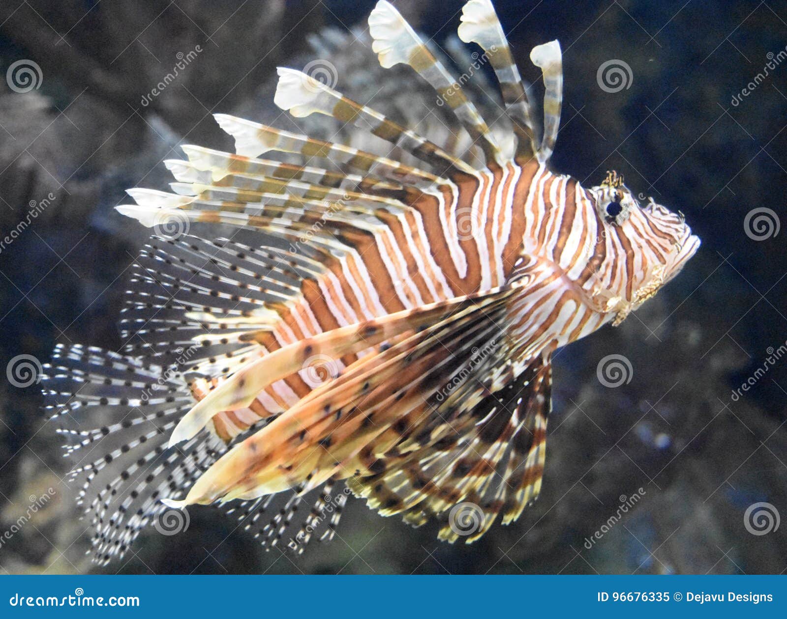Great Capture of a Butterfly Cod Swimming Along Stock Image - Image of ...