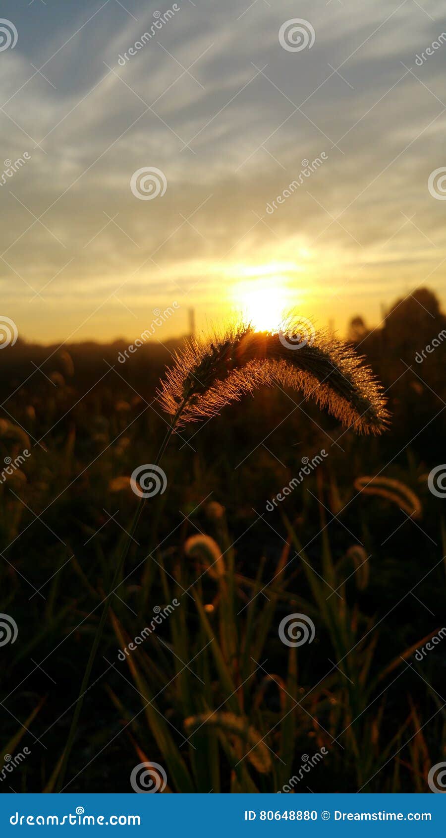 Great capture stock photo. Image of great, morning, camera - 80648880