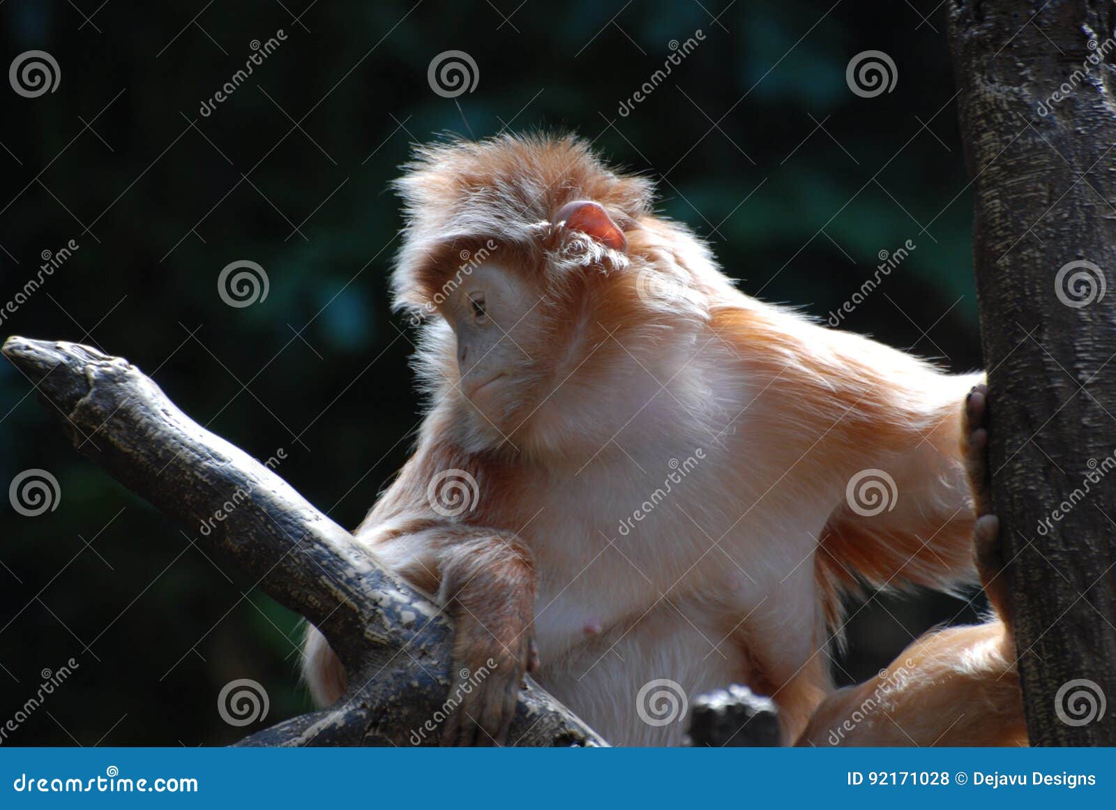 Great Capture of a Langur Monkey Clinging To a Tree Branch Stock Photo ...