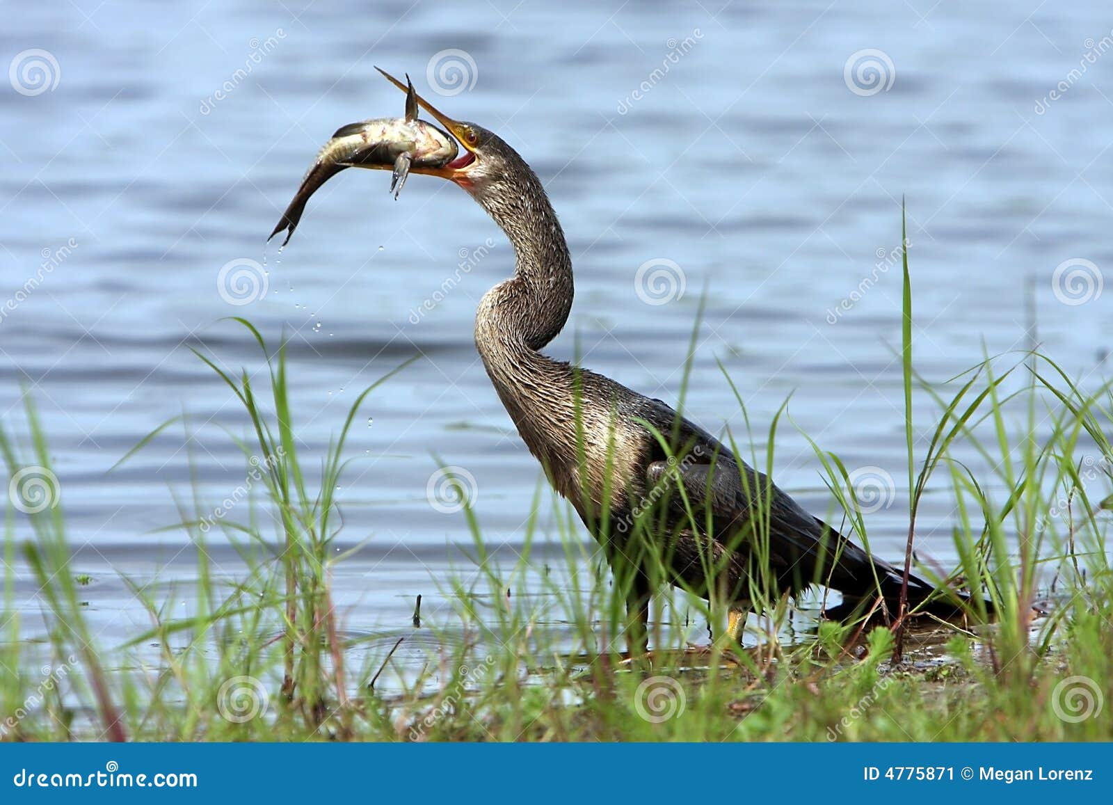 Great Catch stock image. Image of fishing, florida, outdoors - 4775871