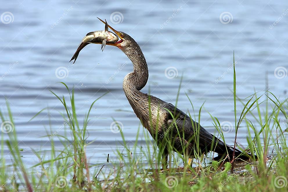 Great Catch stock image. Image of fishing, florida, outdoors - 4775871