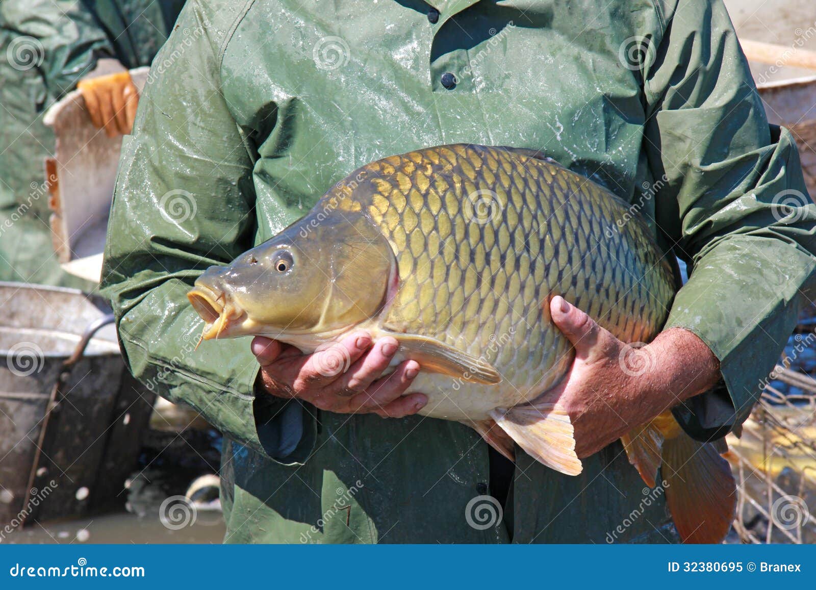 Great catch stock image. Image of catfish, agriculture - 32380695