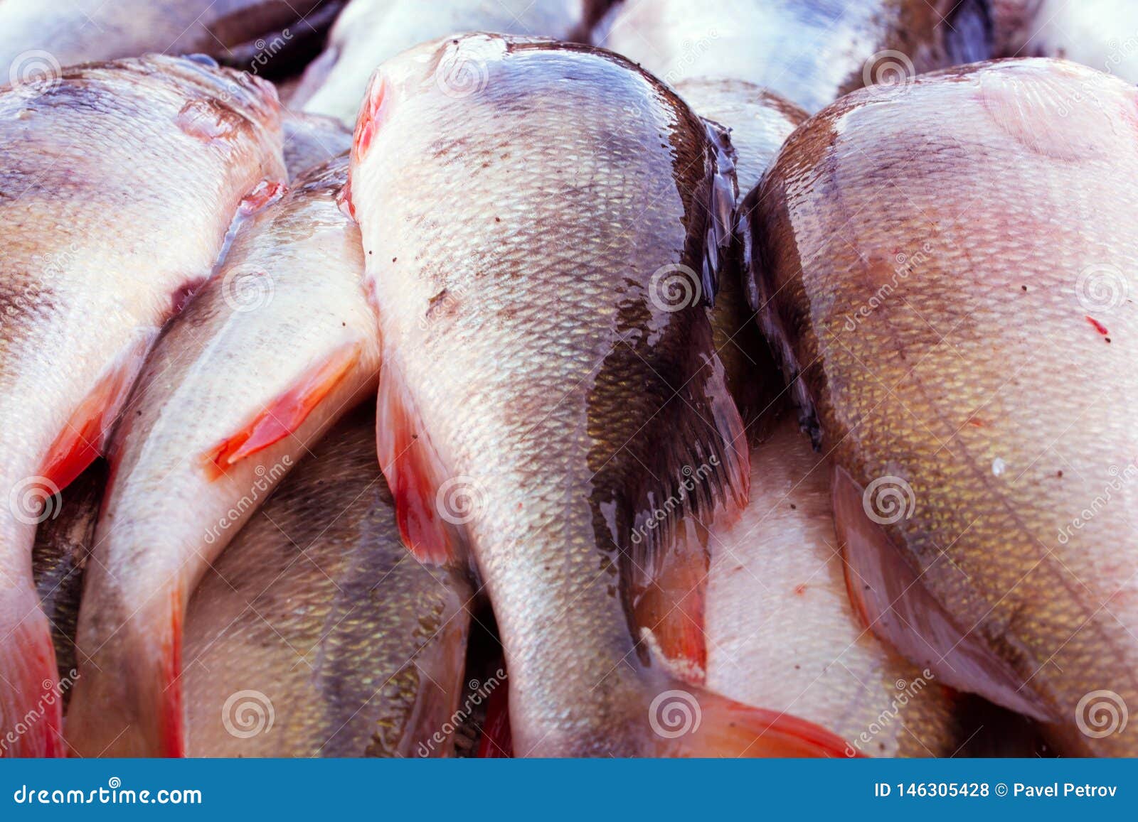 Great Catch Perch. a Lot of Fish Close Up. Perch Stock Photo - Image of ...