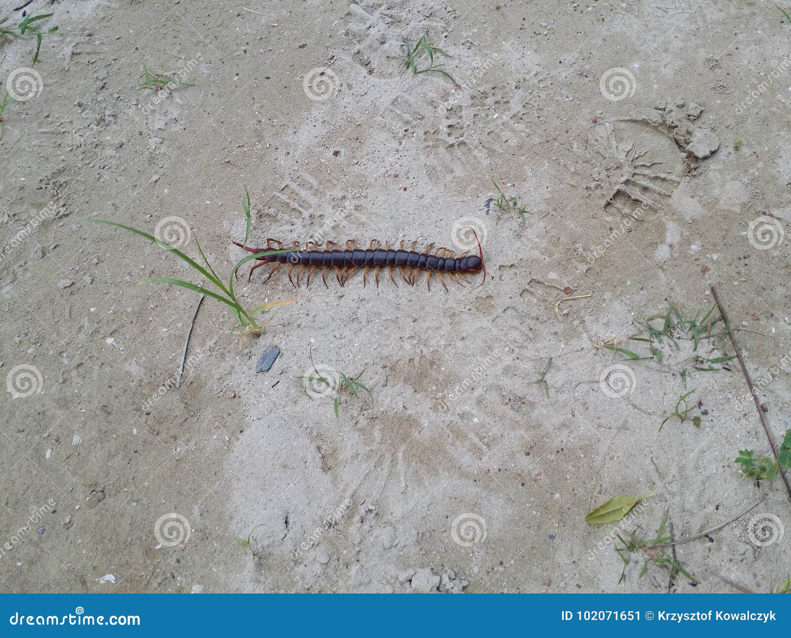 Great centipede stock image. Image of centipade, foot - 102071651