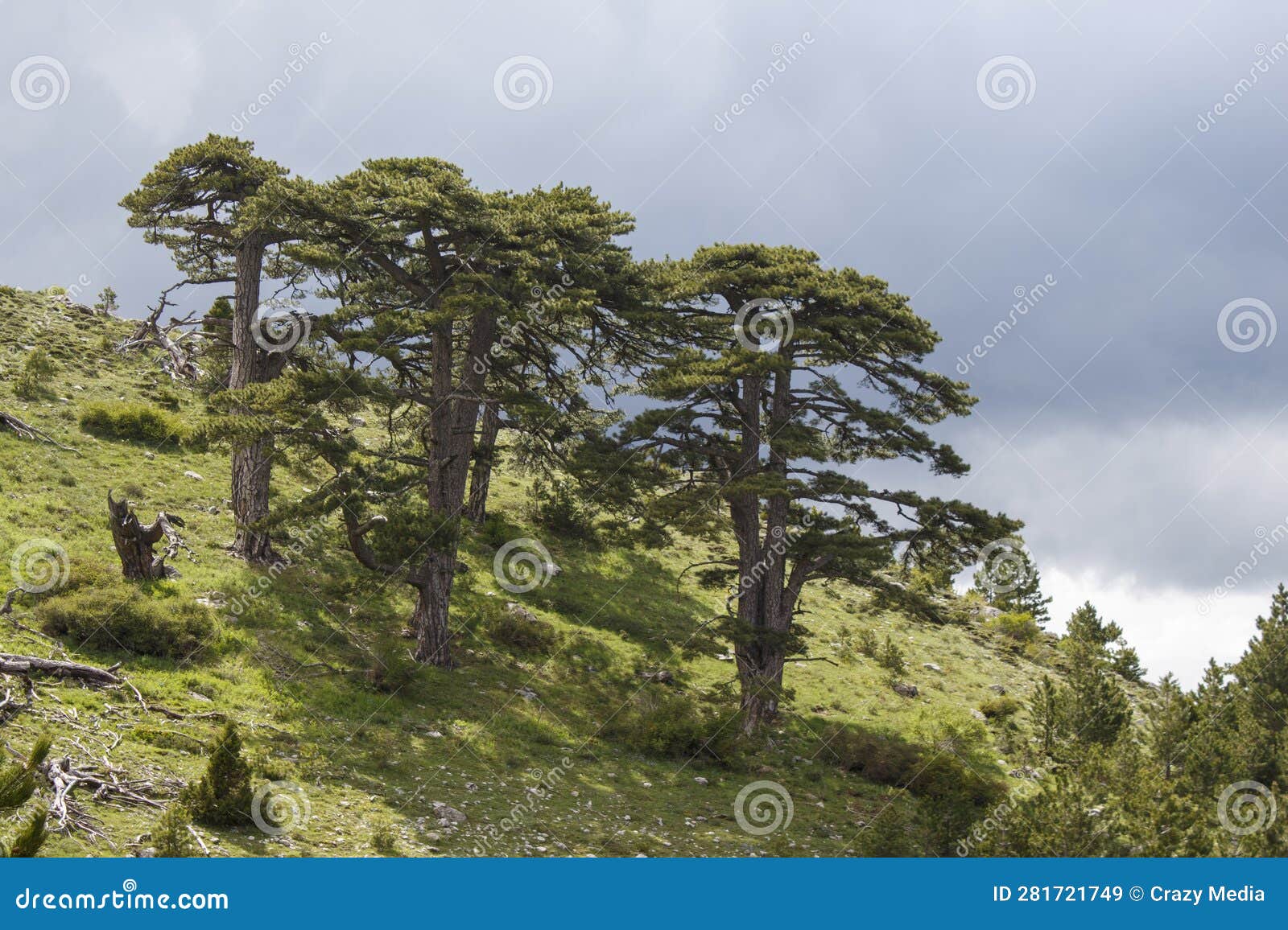 Great Centuries-old Pine Trees on the Summits of the Mountains and an ...