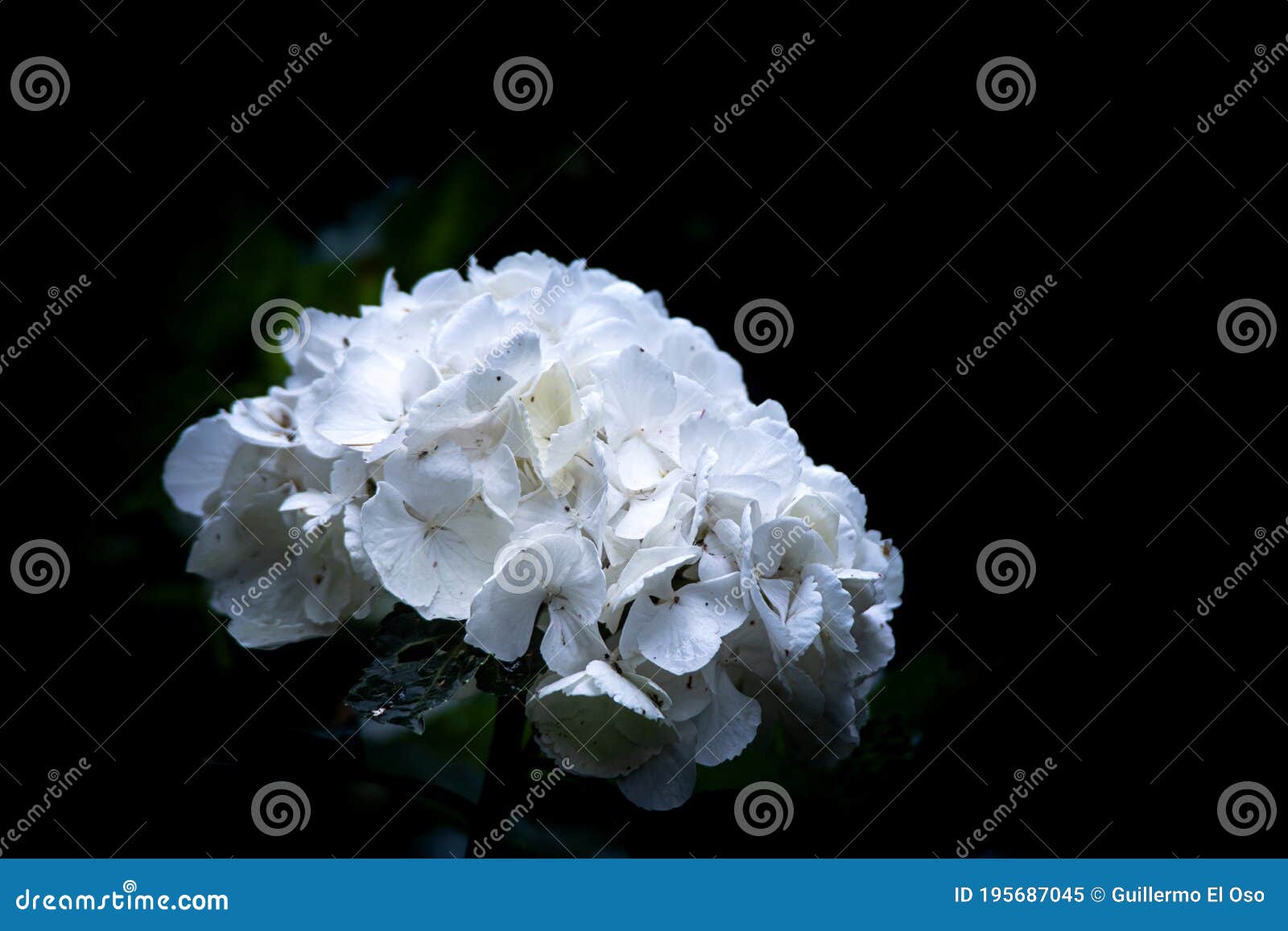 Great Close-up of a White Hydrangea at Night Stock Image - Image of ...