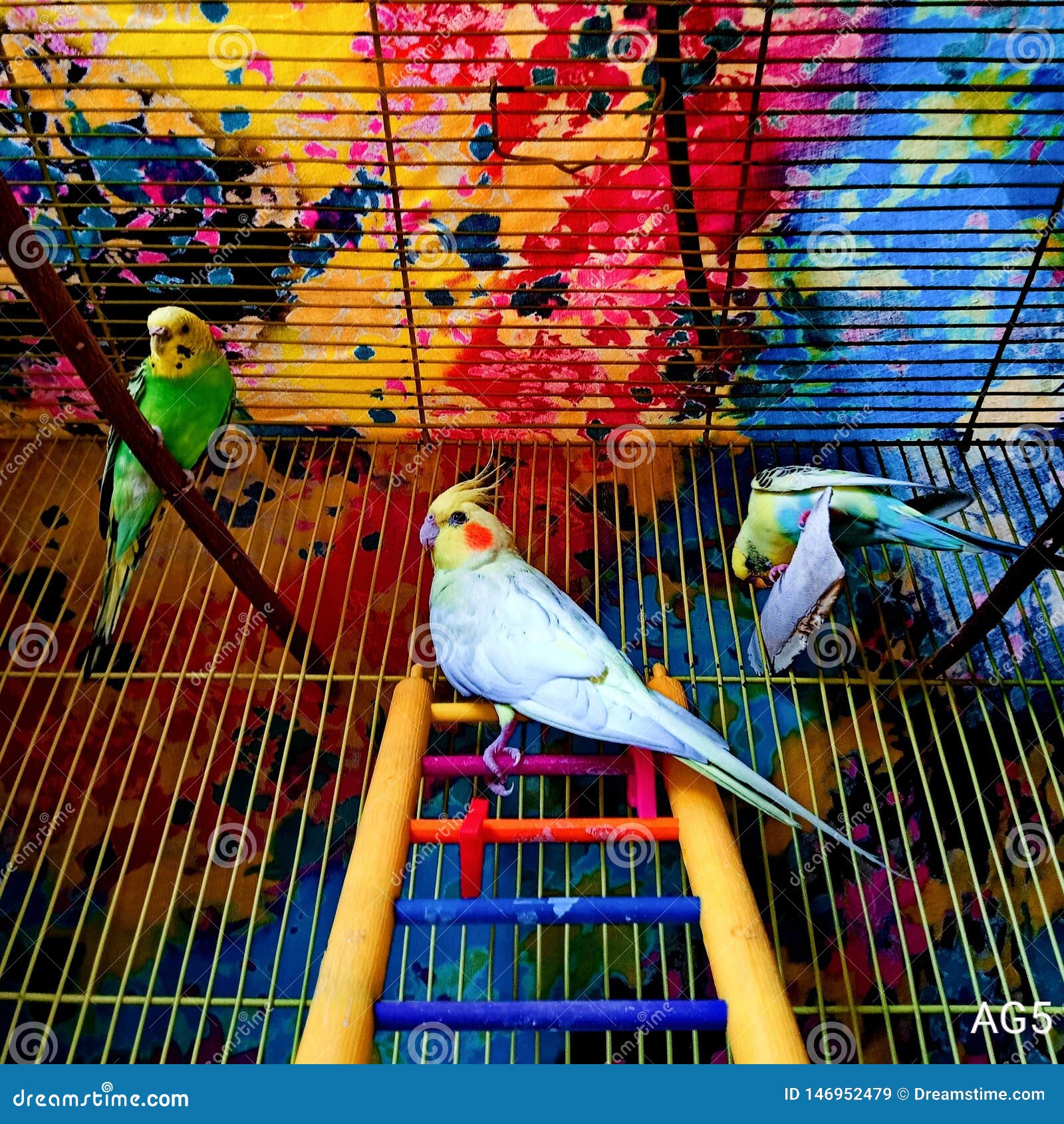 The great cocktail stock image. Image of cocktail, birds - 146952479