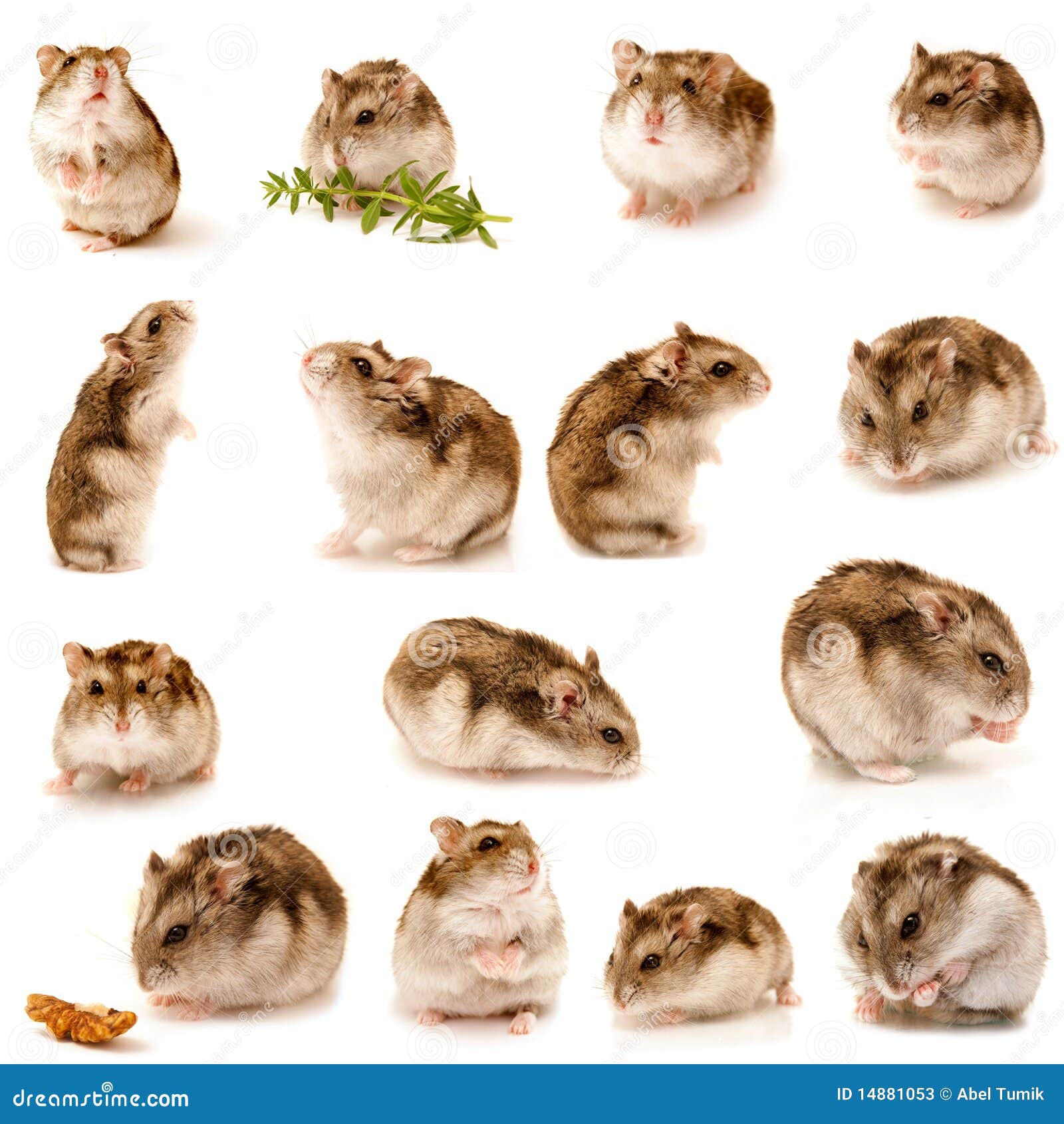 Great Collection of Hamster Stock Image - Image of gerbil, looking ...