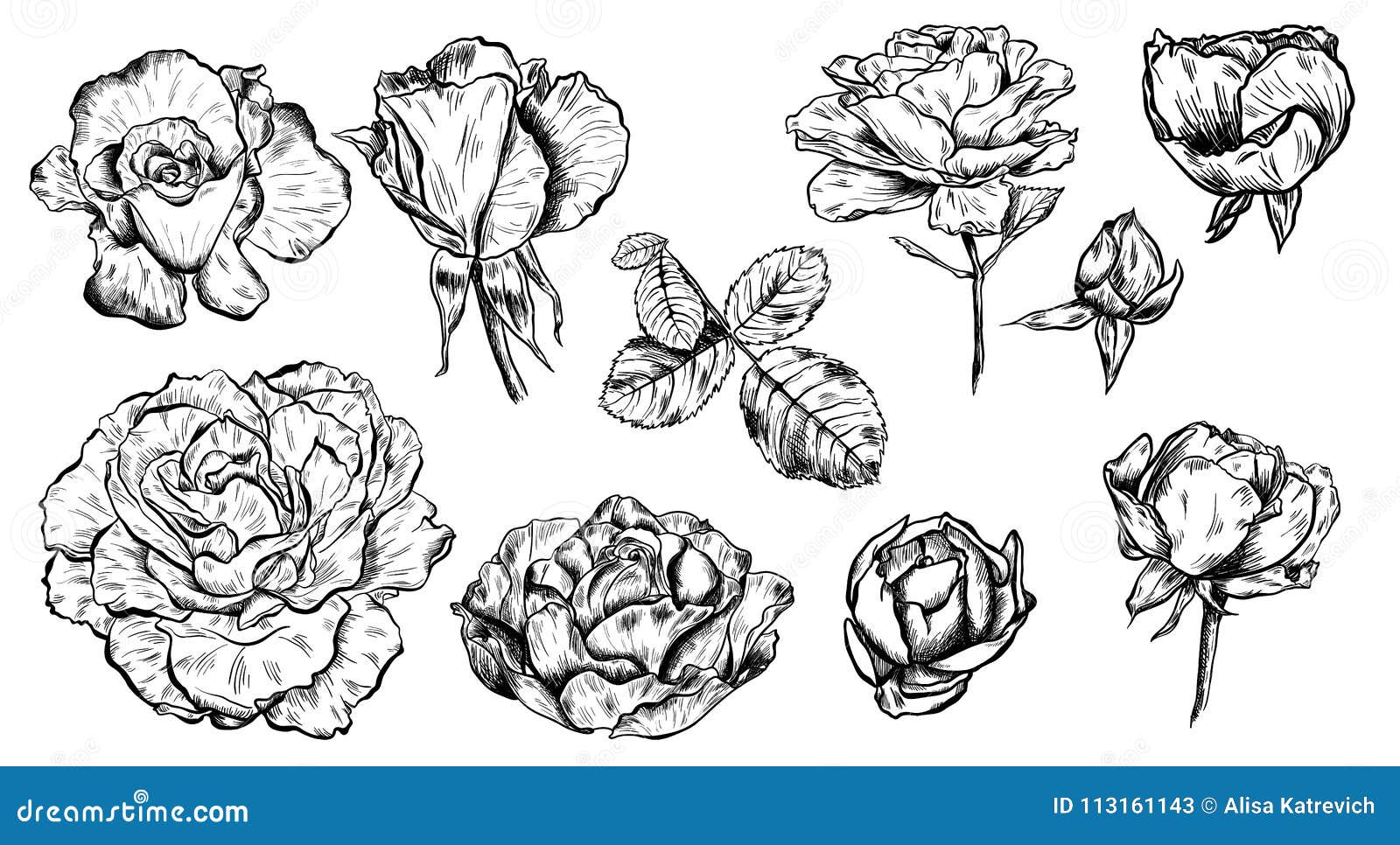 Great Collection Of Highly Detailed Hand Drawn Roses Isolated On White Background Vector Stock