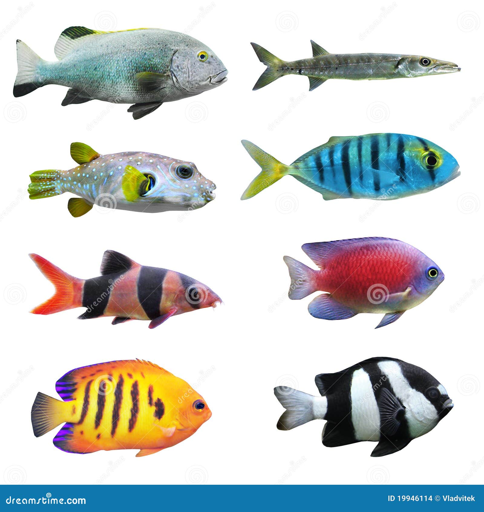 Great Collection of a Tropical Fish. Stock Photo - Image of fauna ...