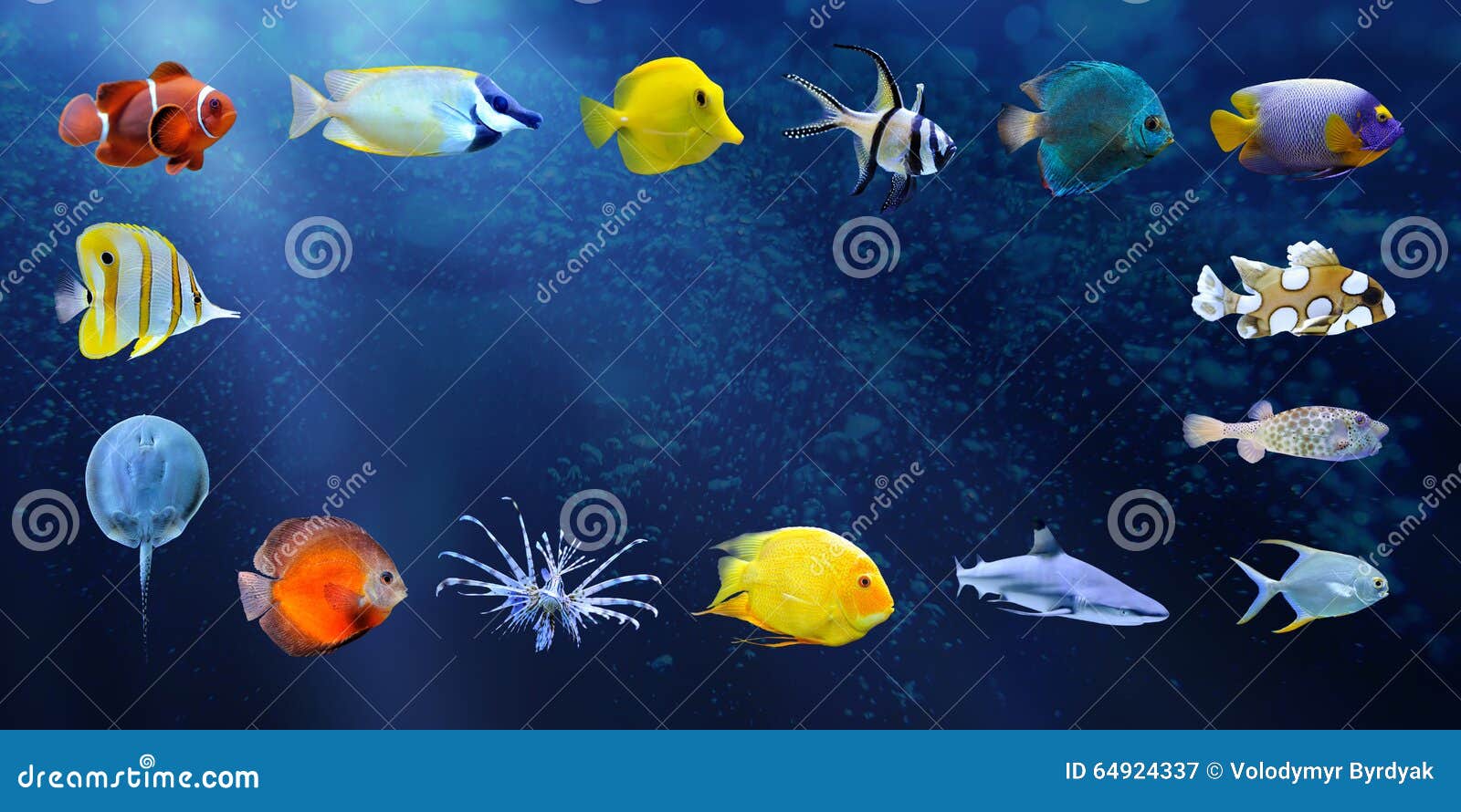 Great Collection of a Tropical Fish Stock Image - Image of ecosystem ...