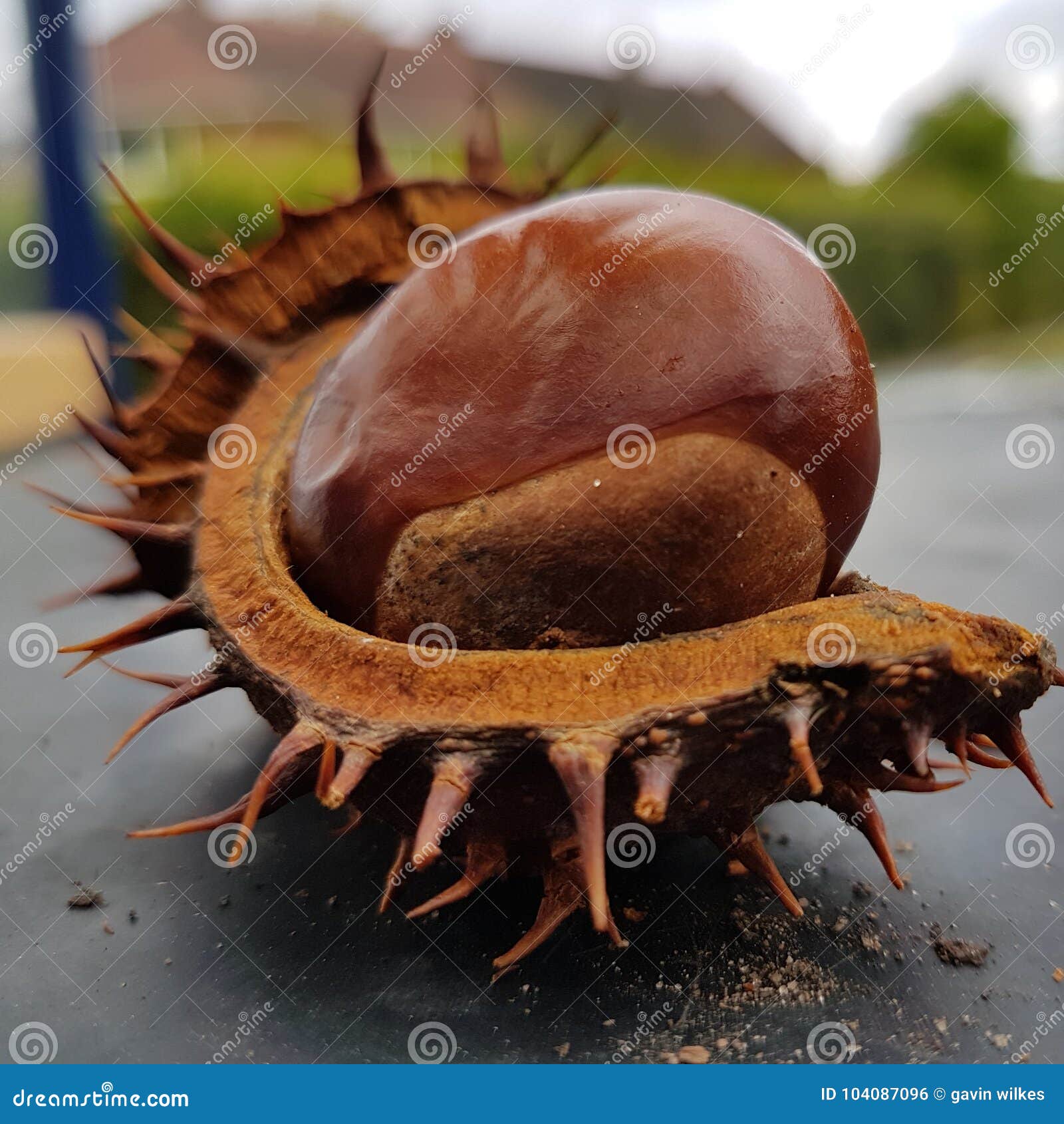 Conker stock photo. Image of conker, colour, great, outdoors - 104087096