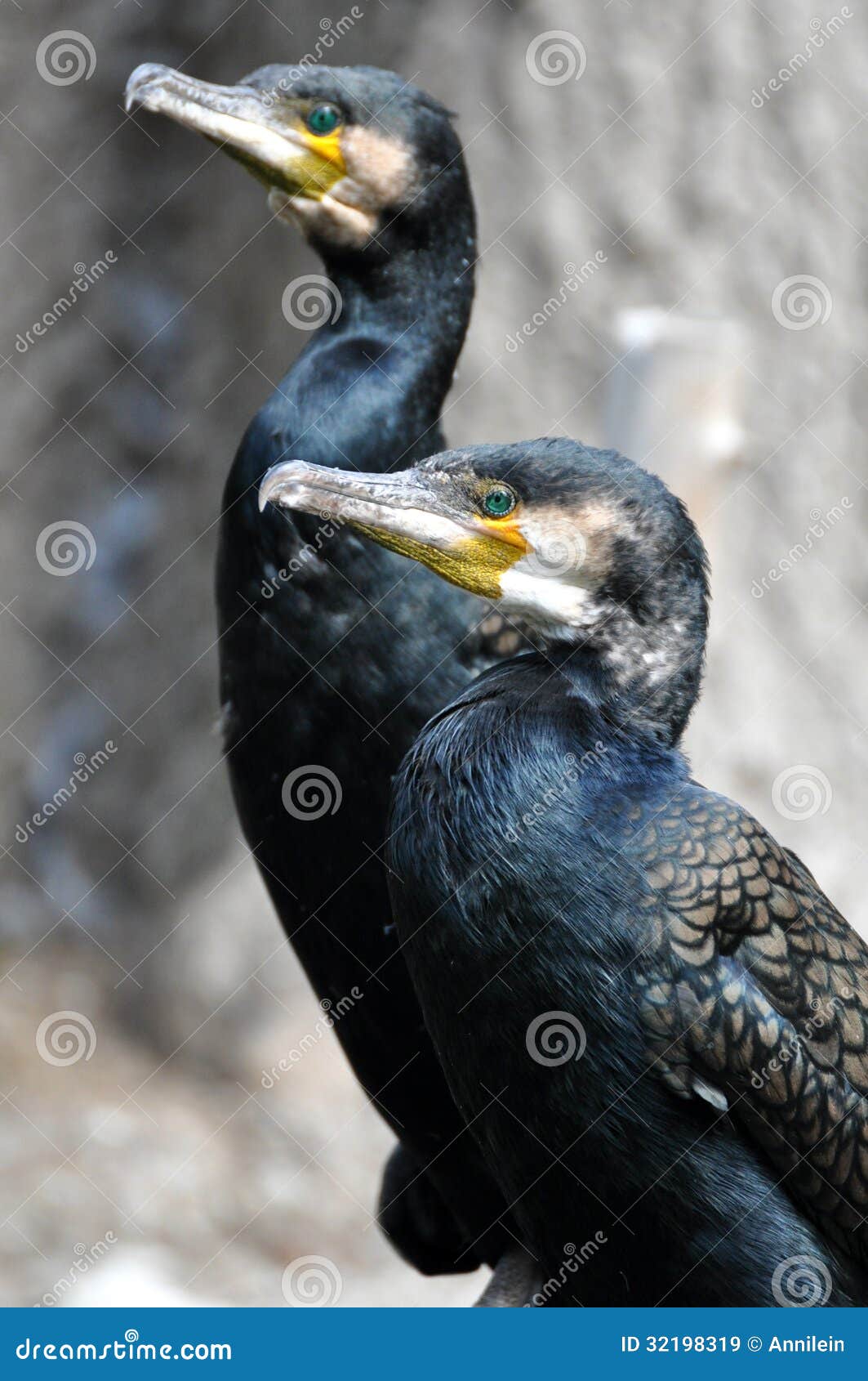 Great Cormoran (Phalacrocorax Carbo) Stock Image - Image of europe ...