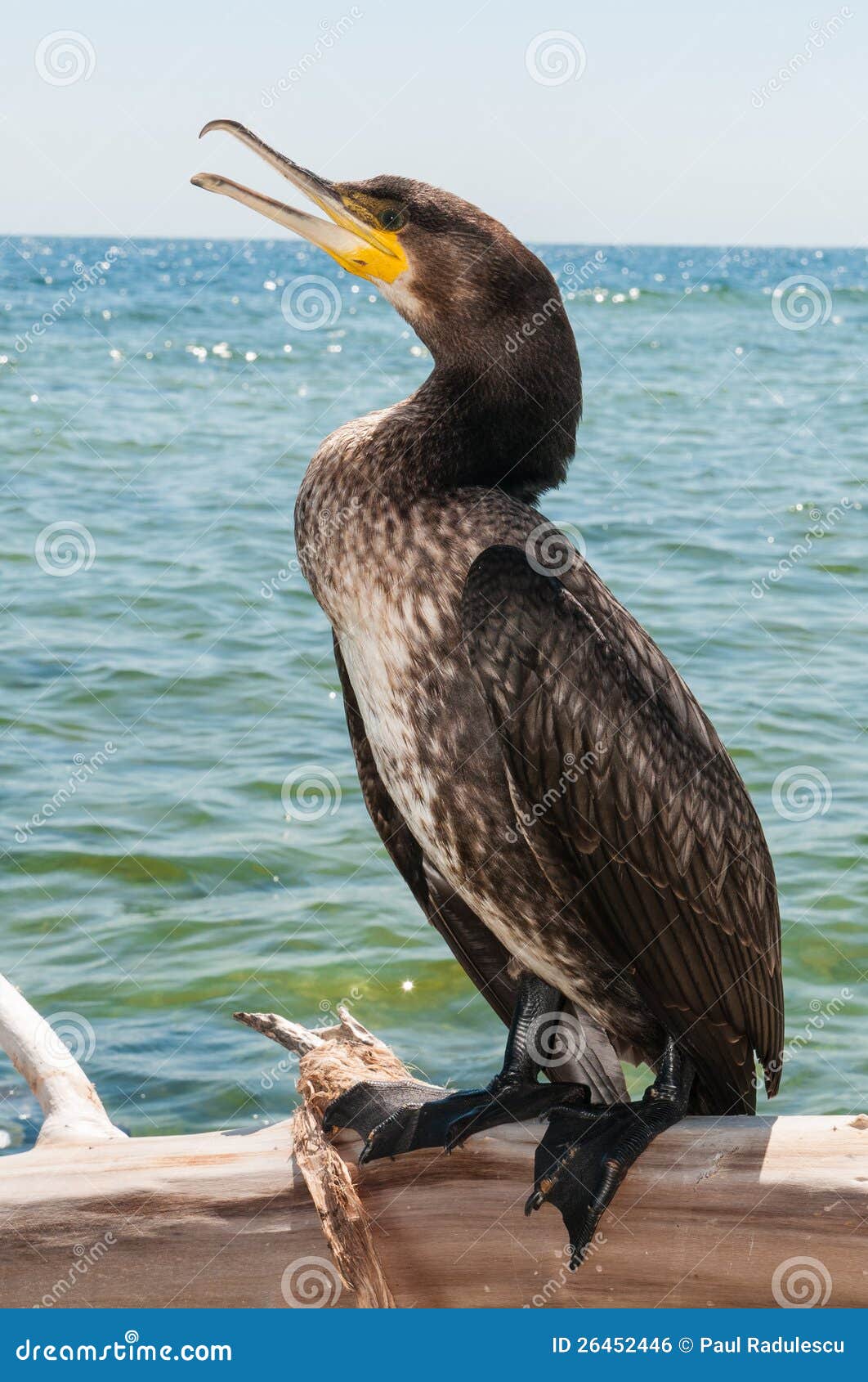Great Cormoran (Phalacrocorax Carbo) Portrait Stock Photo - Image of ...