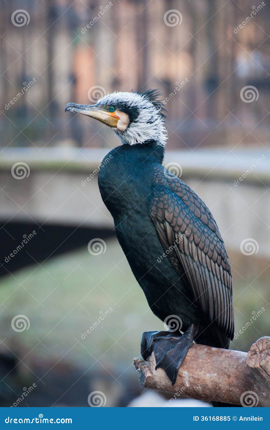 Great Cormoran stock image. Image of black, hunt, head - 36168885