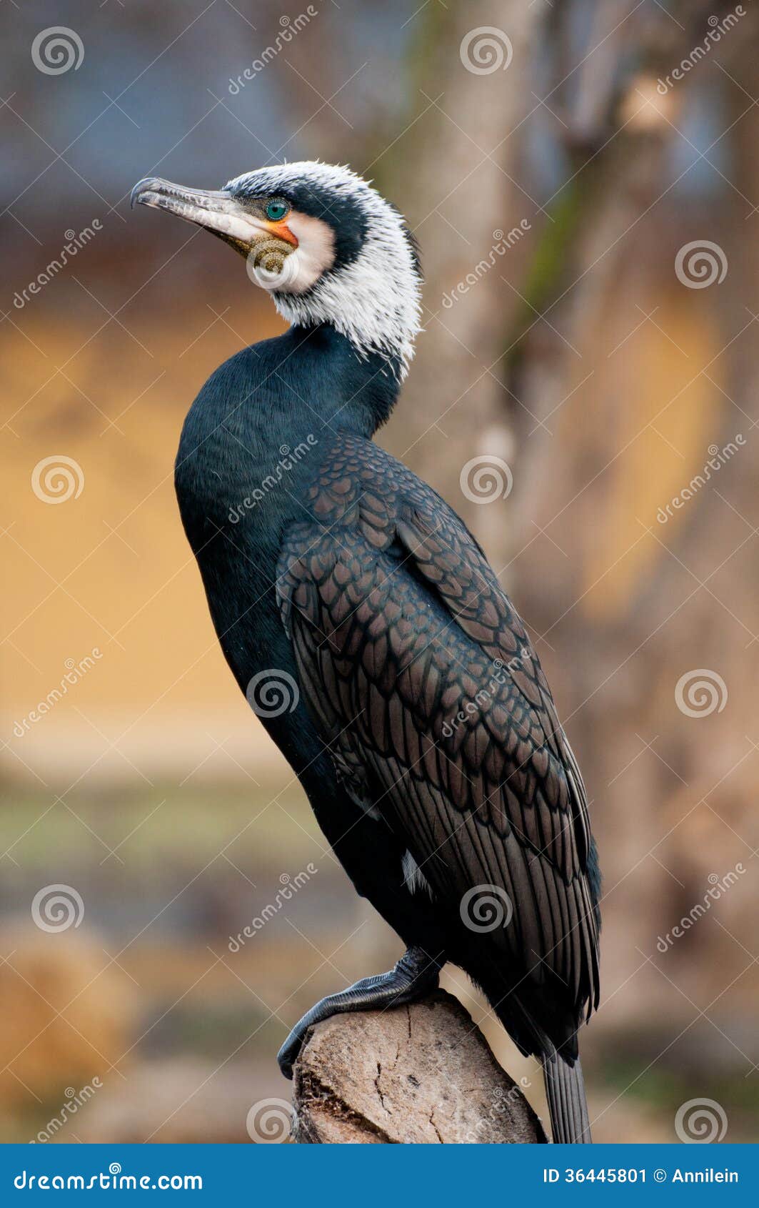 Great Cormoran stock image. Image of pacific, conservation - 36445801